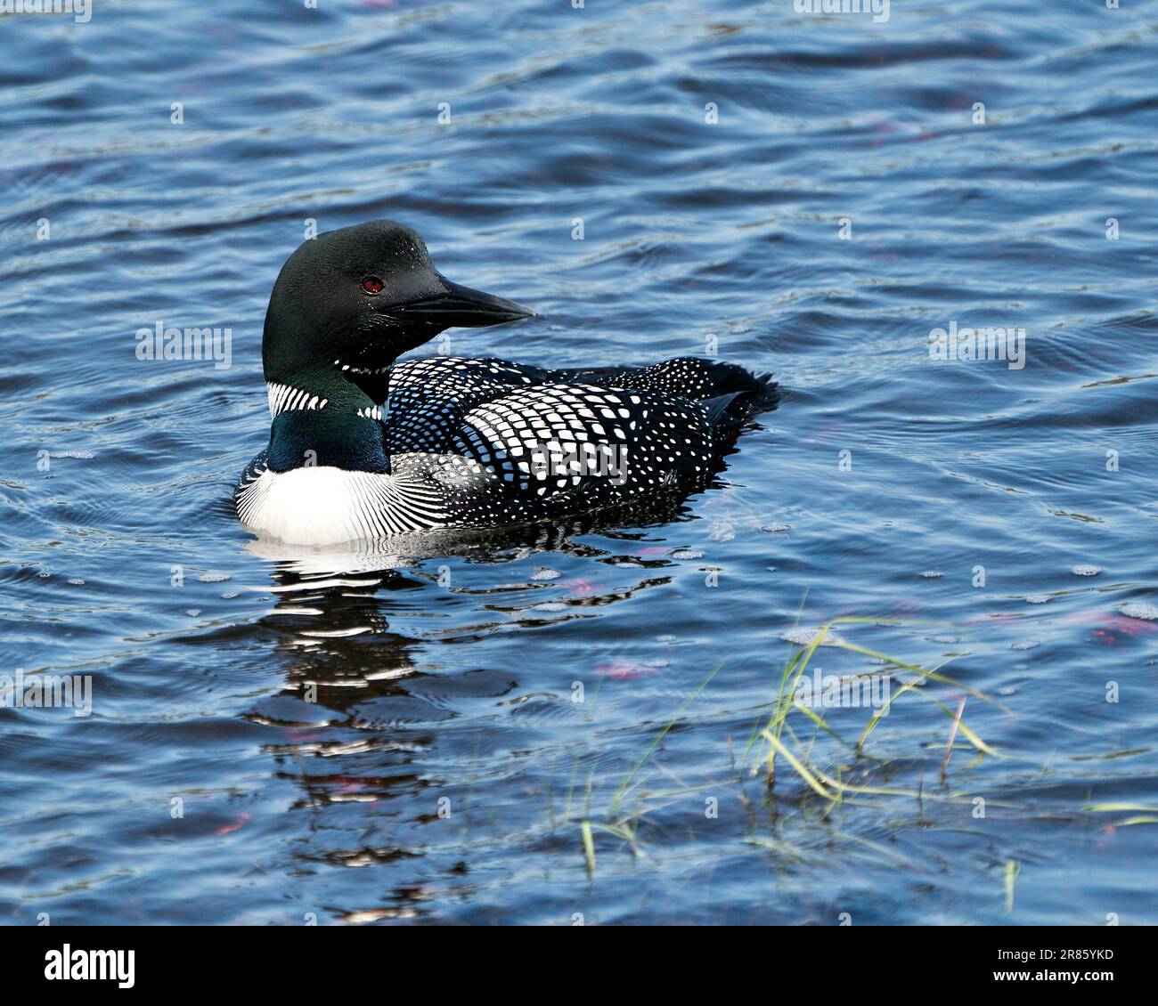 Common Loon close-up profile front view swimming in the lake in its ...