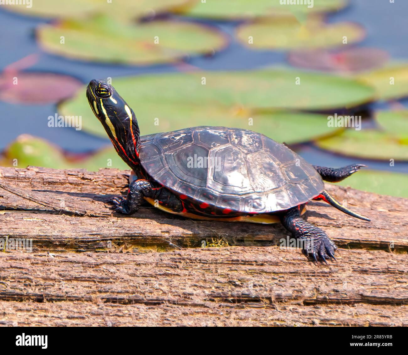 Painted turtle resting on a moss log in the pond with lily water pad ...