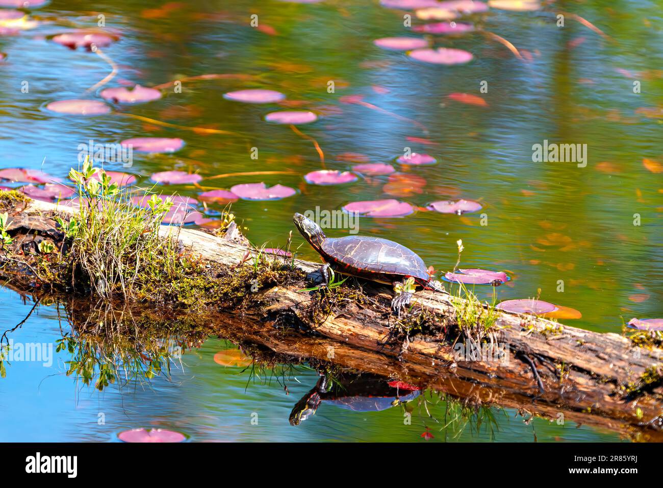 Painted turtle resting on a log in the pond with lily water pad moss ...
