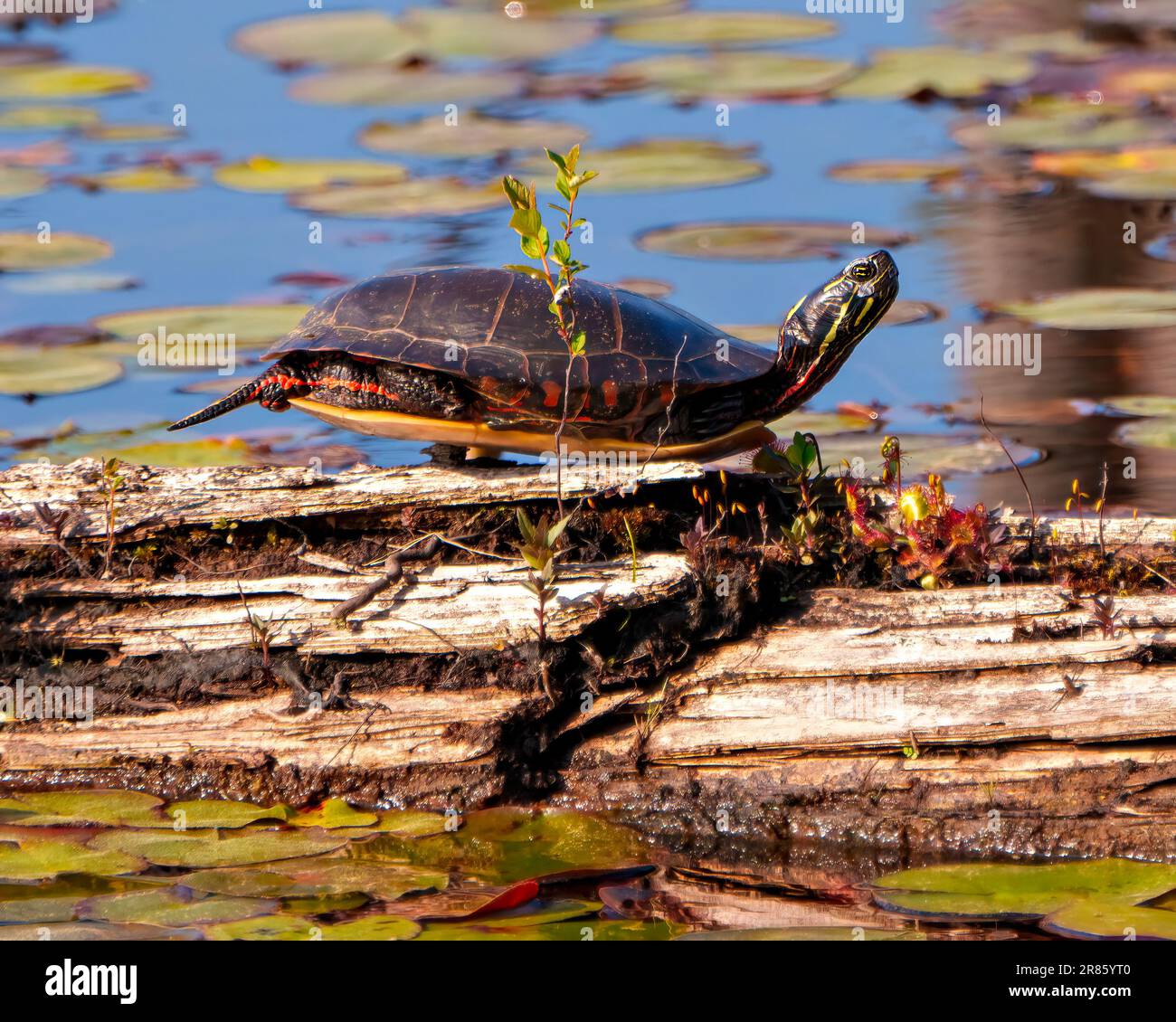 Painted turtle resting on a moss log in the pond with water lily ...