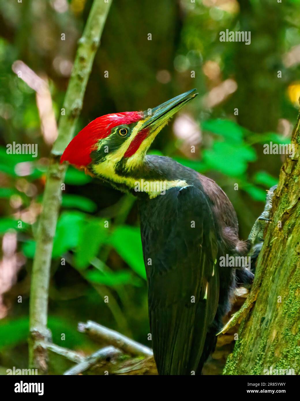 Pileated Woodpecker close-up side view climbing on a tree trunk with ...