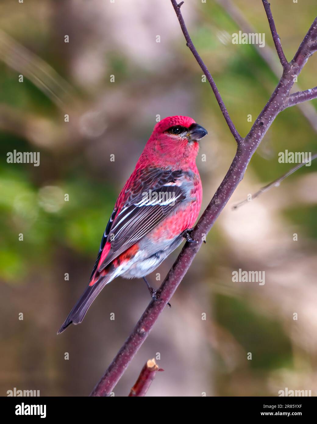 Grosbeak male perched on a branch with blur forest background in its ...