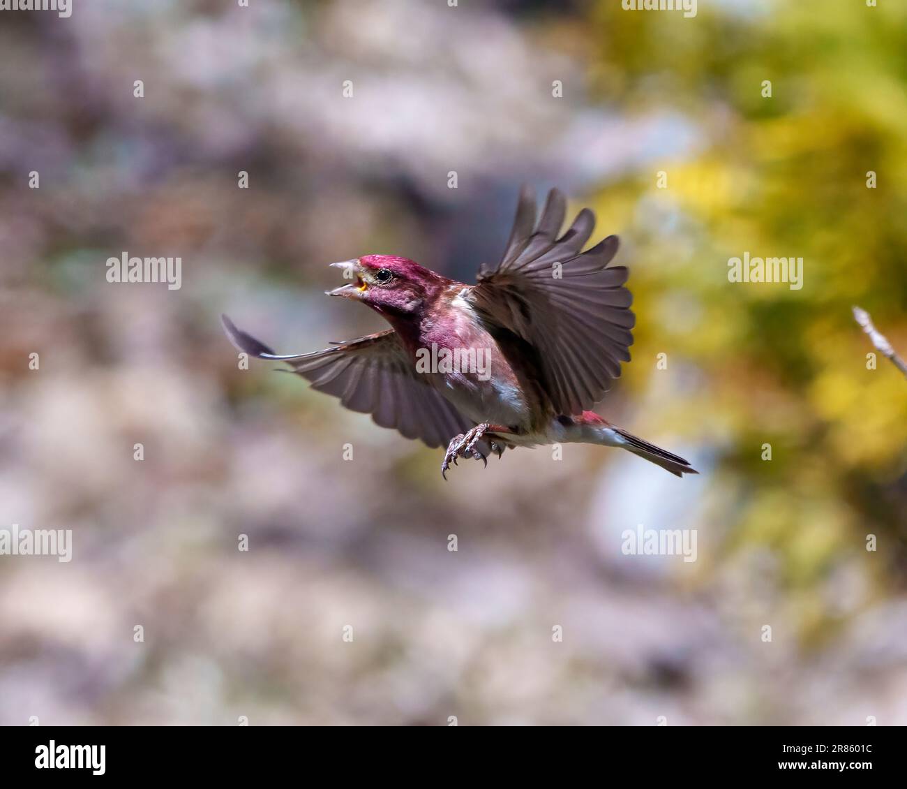 Finch male flying with its beautiful red colour spread wings with a ...