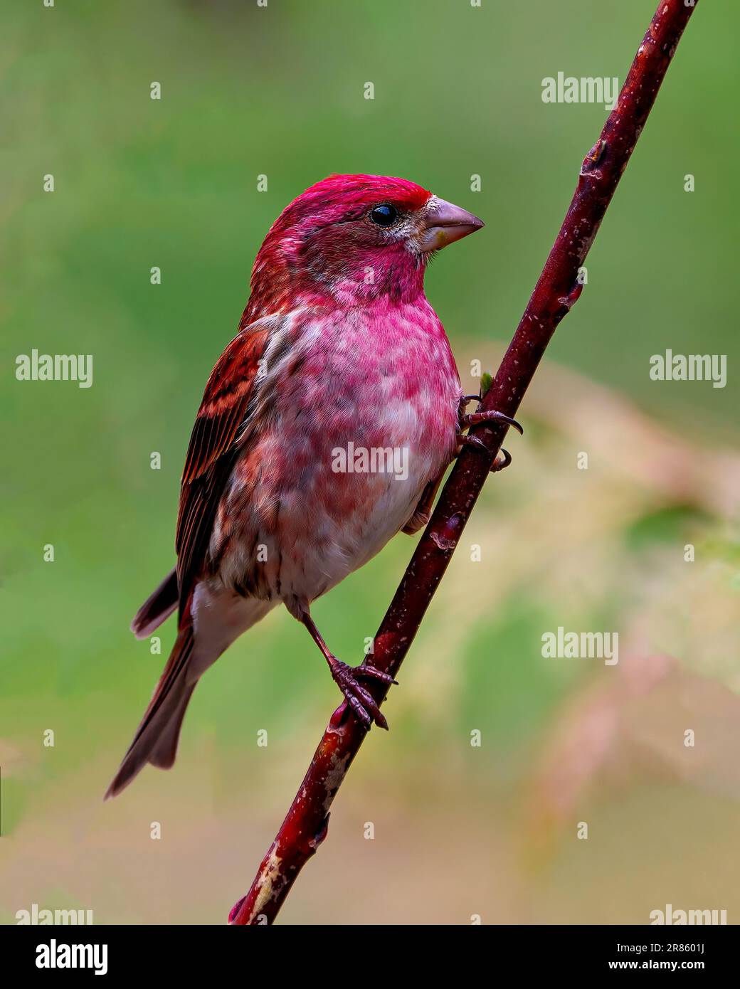 Purple Finch male close-up front view perched on a branch with in its ...