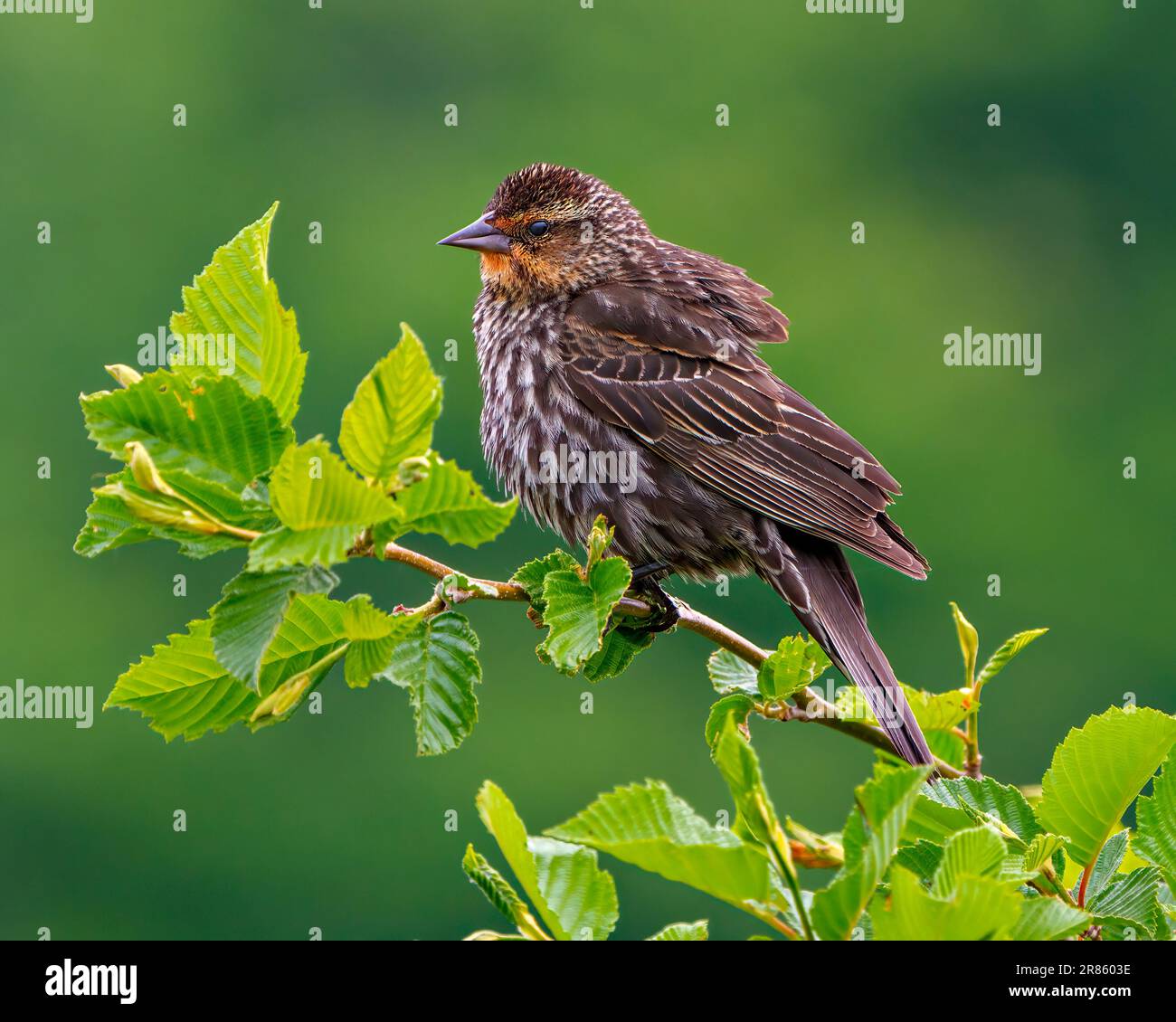 Red-Winged Blackbird juvenile close-up side view, perched on leave ...