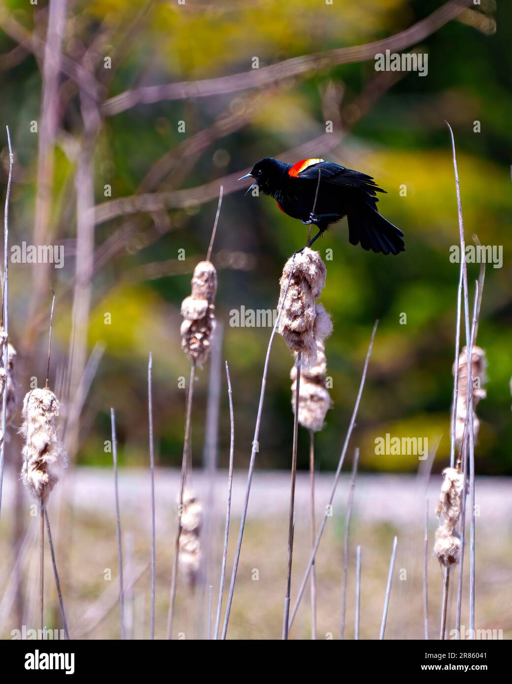 Red-Winged Blackbird perched on a cattail and flashing its scarlet ...