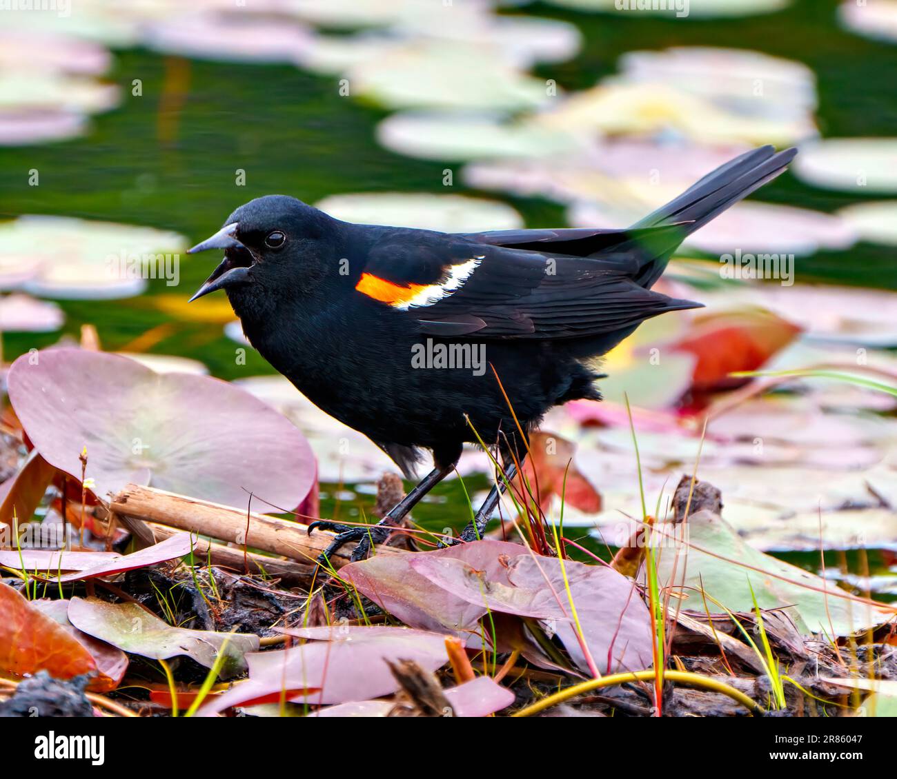 Red-Winged Blackbird male close-up side view, standing on water lily ...