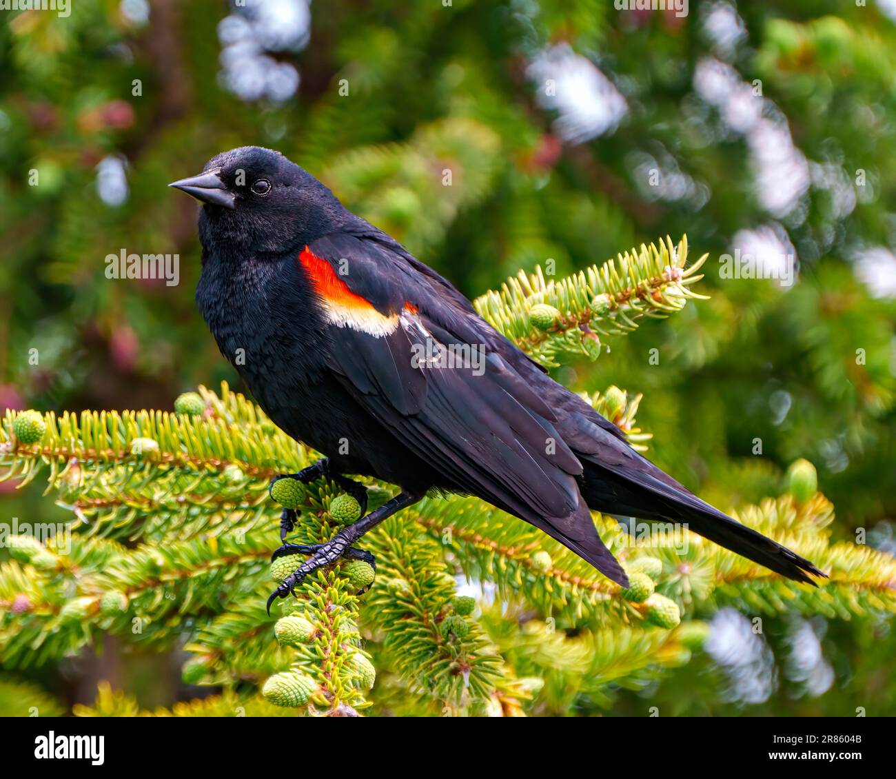 Red-Winged Blackbird male close-up side view, perched on a coniferous ...
