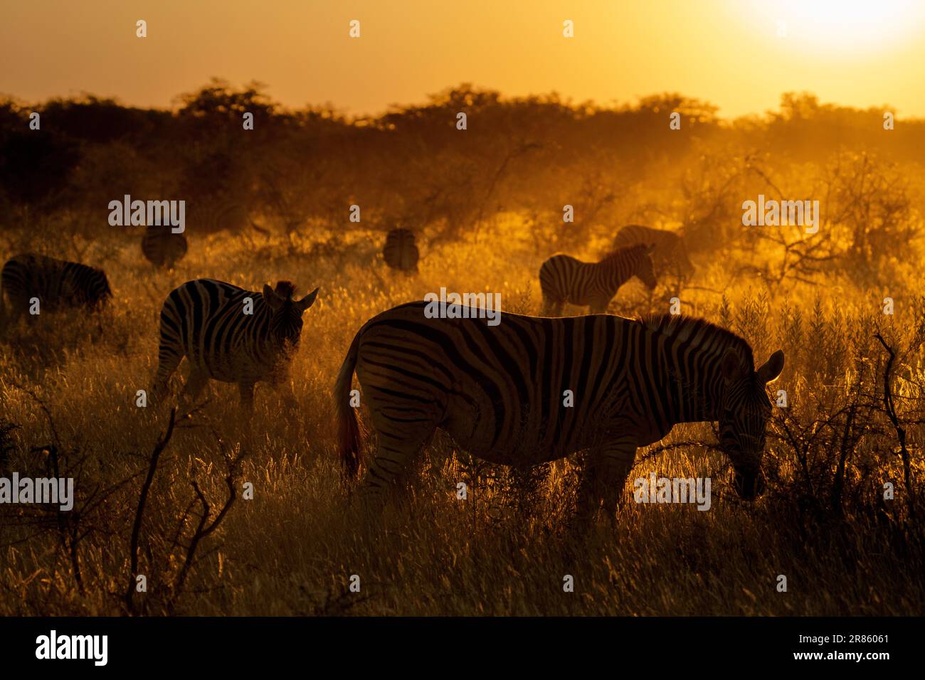 Zebras grazing in grassland at a beautiful sun rays of the African ...