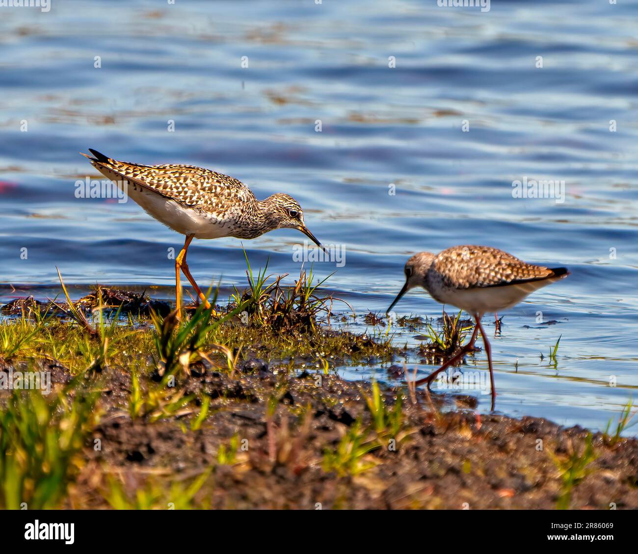 Common Sandpiper birds view foraging for food in their marsh ...