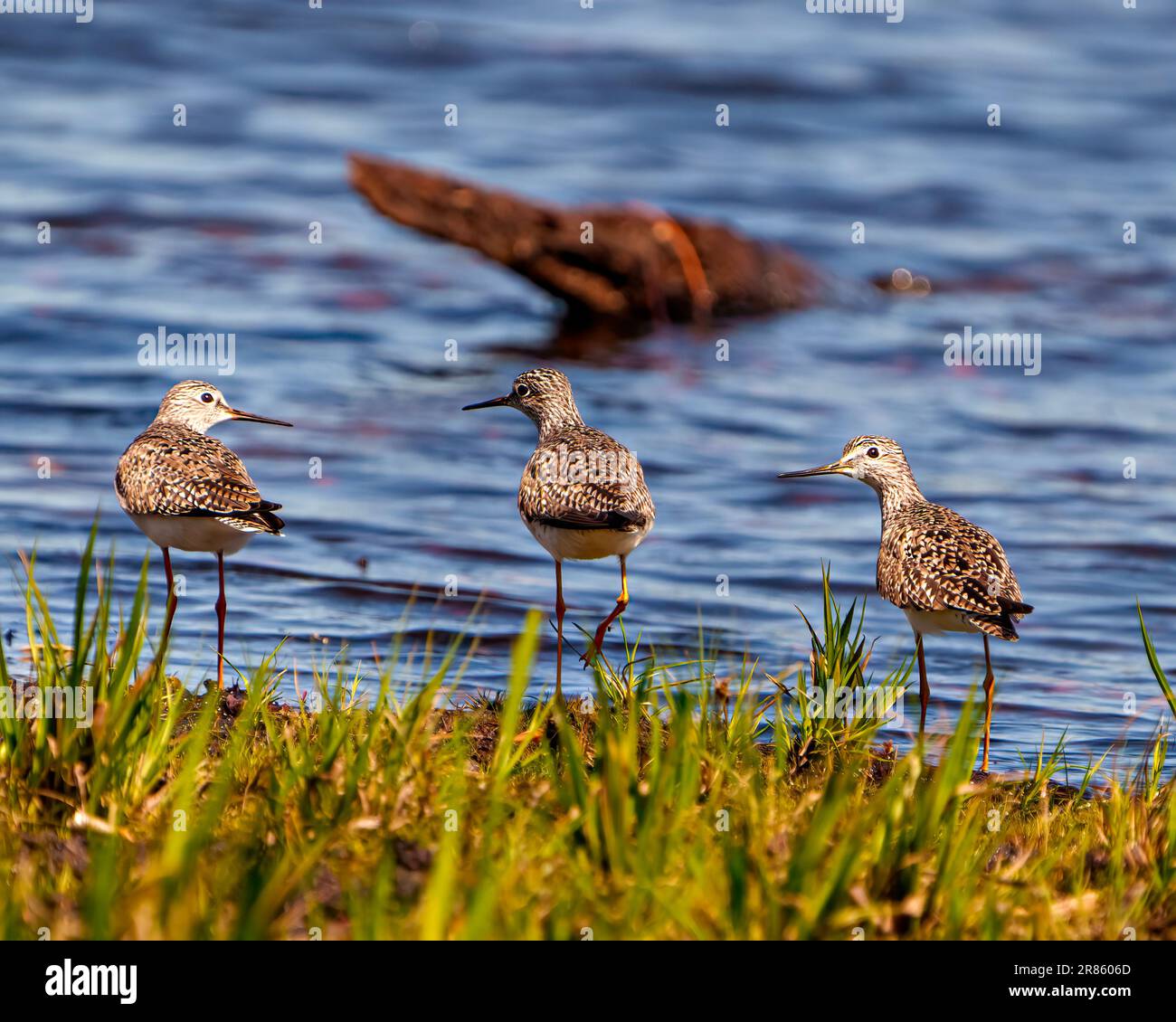 Common Sandpiper birds close-up rear view by the water and foraging for ...