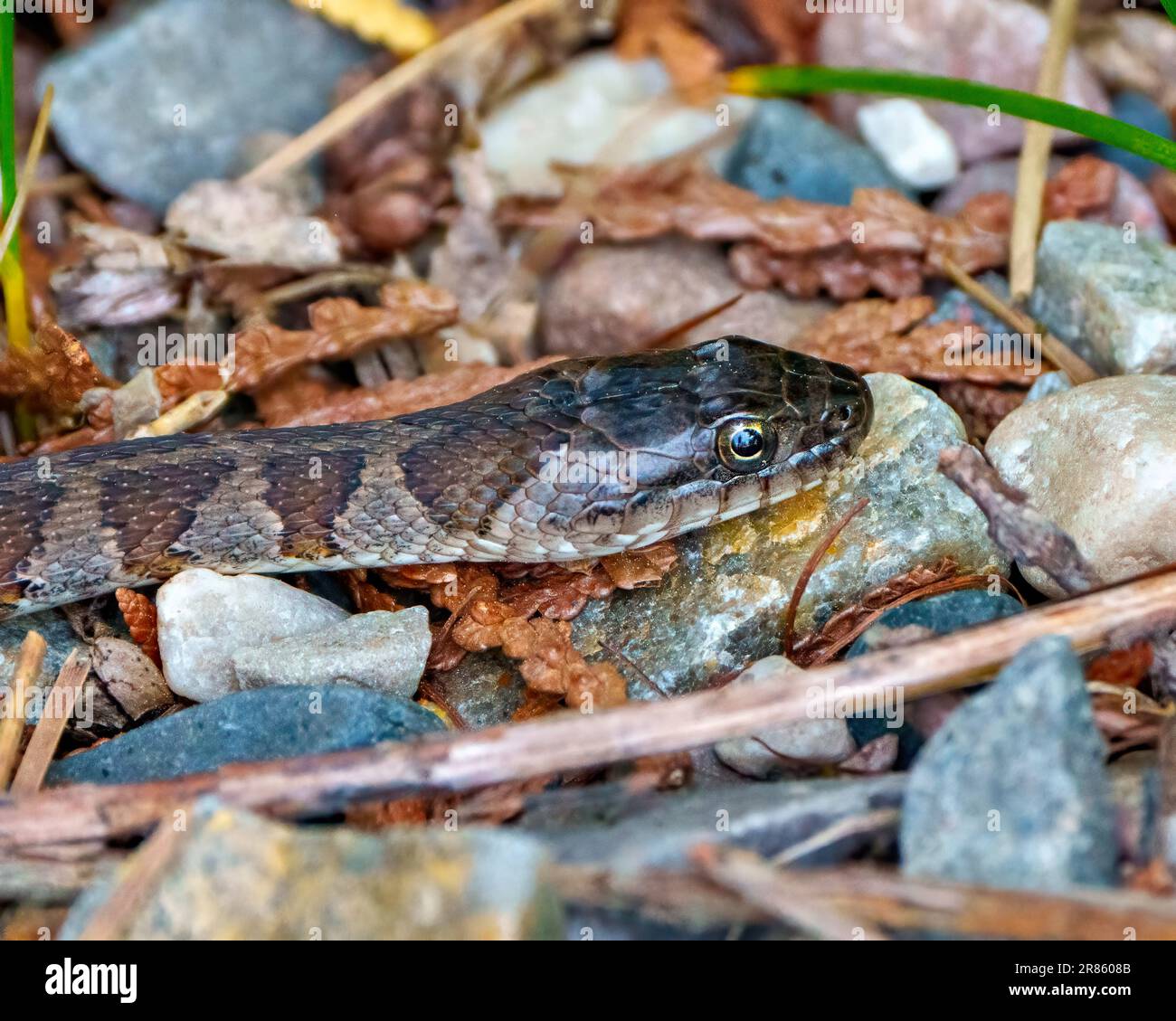 Snake head close-up profile view crawling on rocks in its environment ...