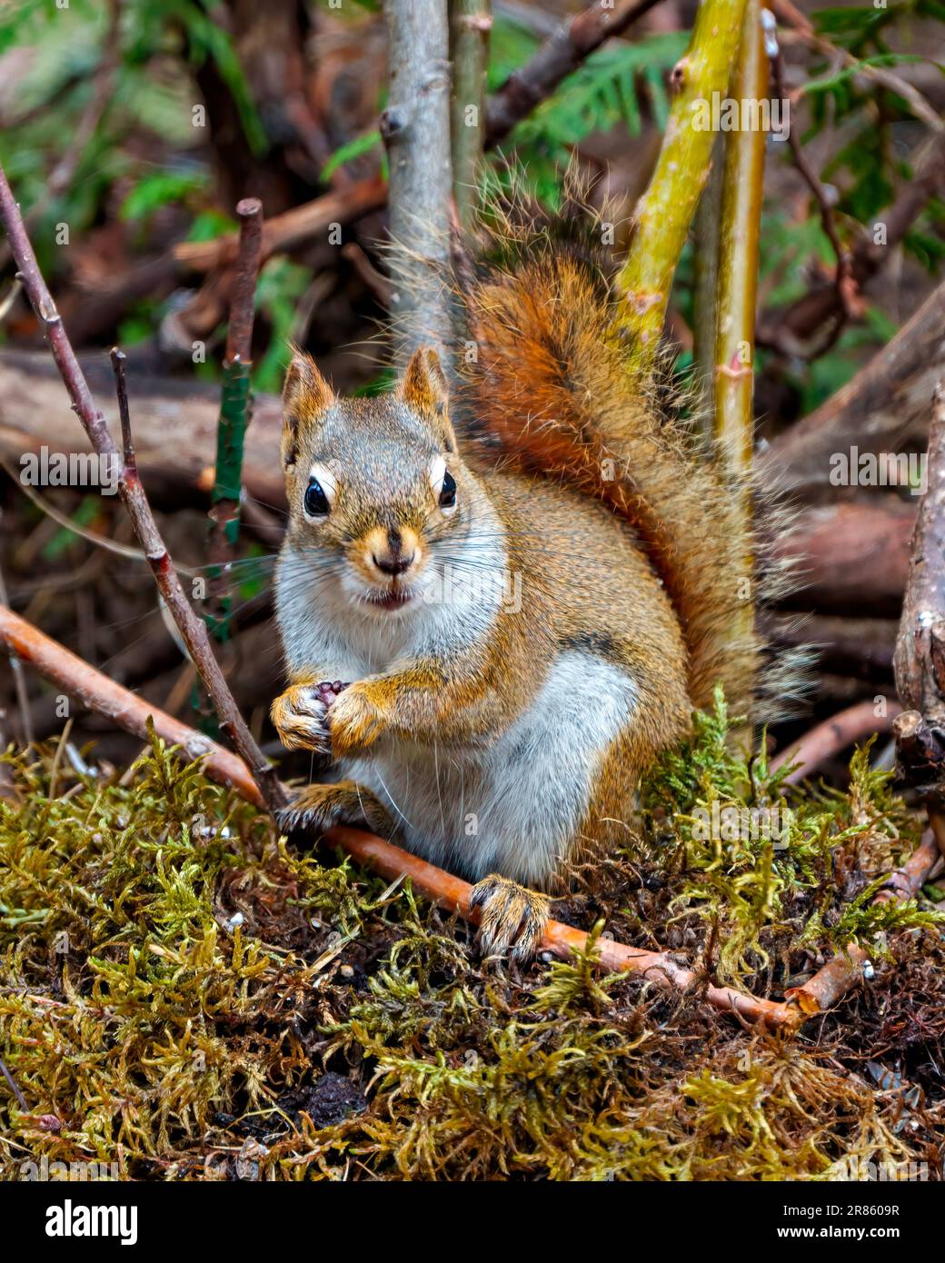 Squirrel close-up front view standing on a branch tree and moss with a forest background ...