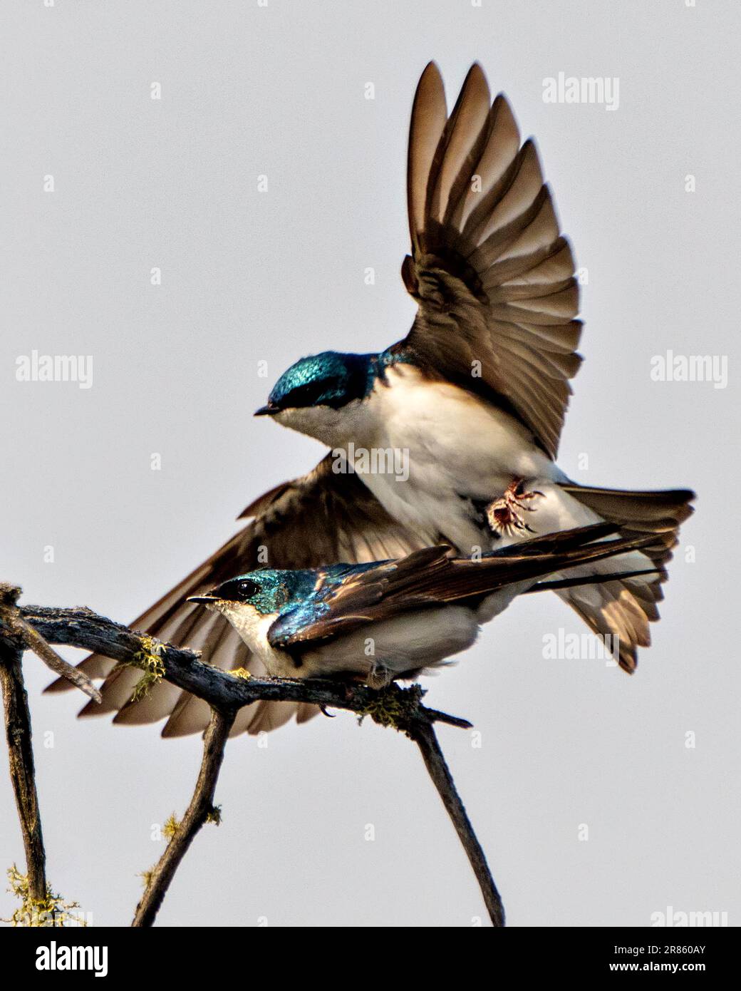 Swallow couple in courtship season and enticing her back displaying ...