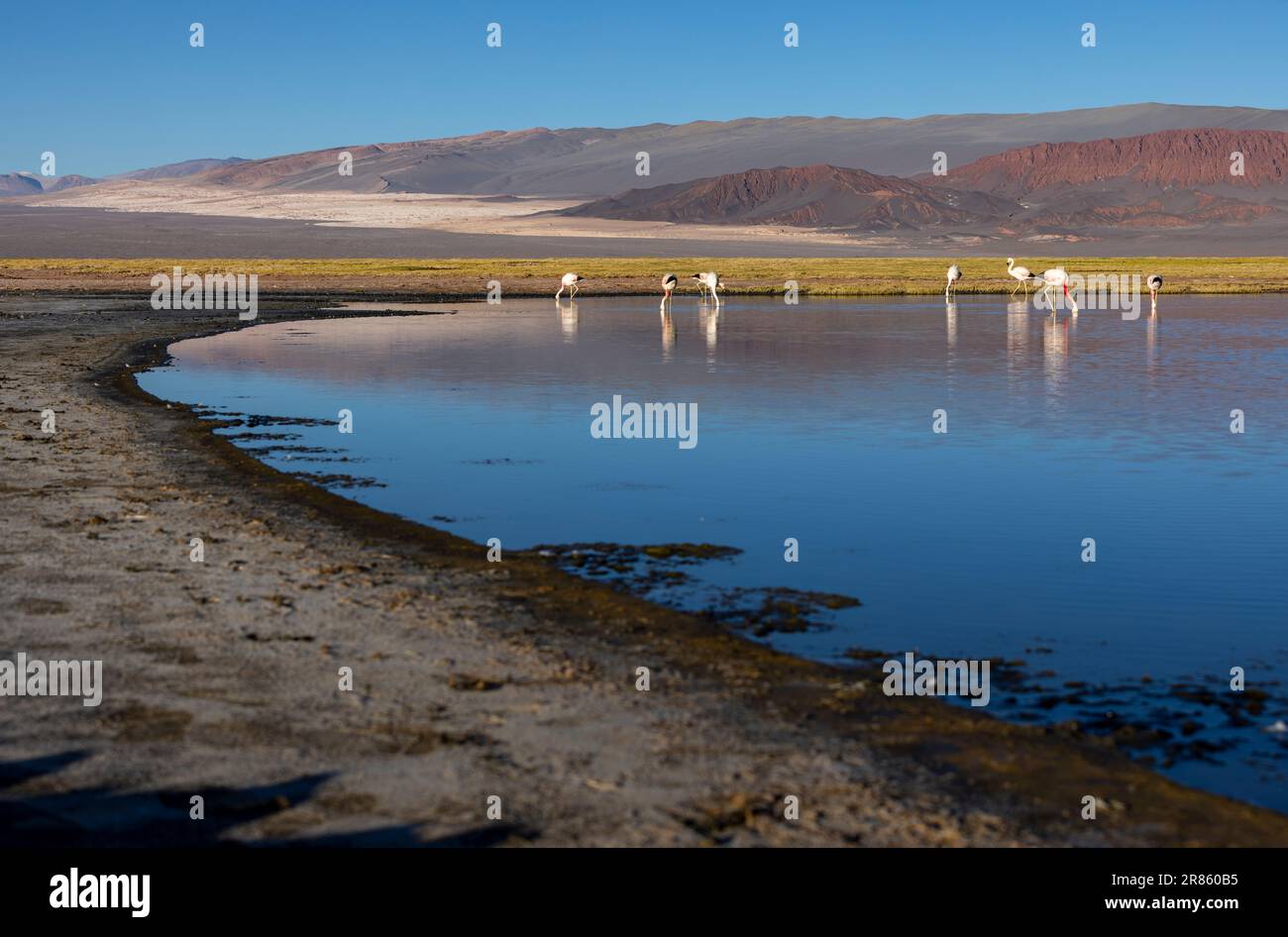 Flamingos at the colorful Laguna Carachi Pampa in the deserted ...
