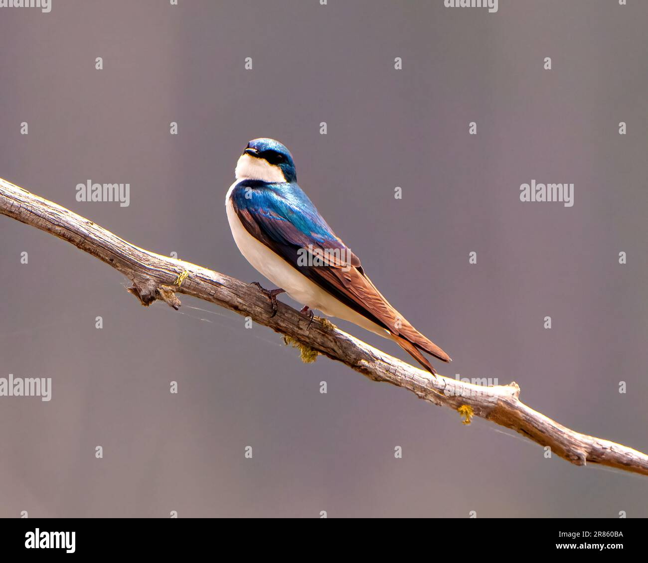Swallow close-up side view perched on a moss branch with colourful ...