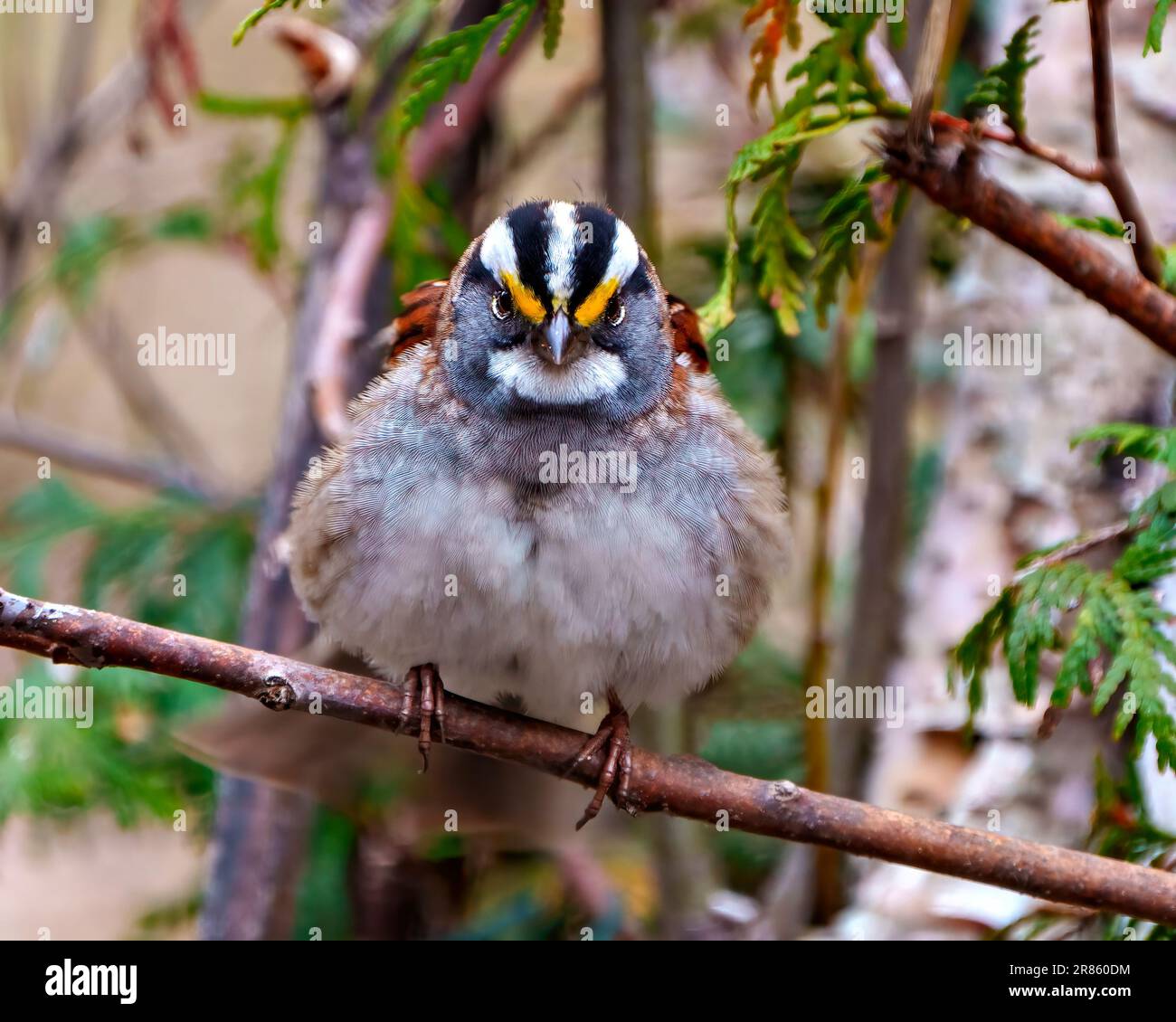 Sparrow close up front view perched on a branch with coniferous forest ...