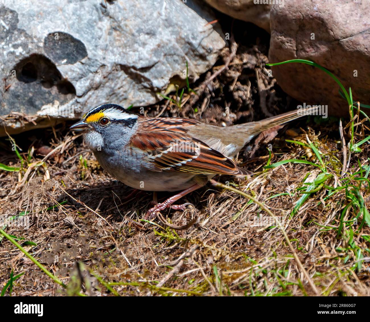 White-crowned Sparrow close up side view standing on ground with rock ...