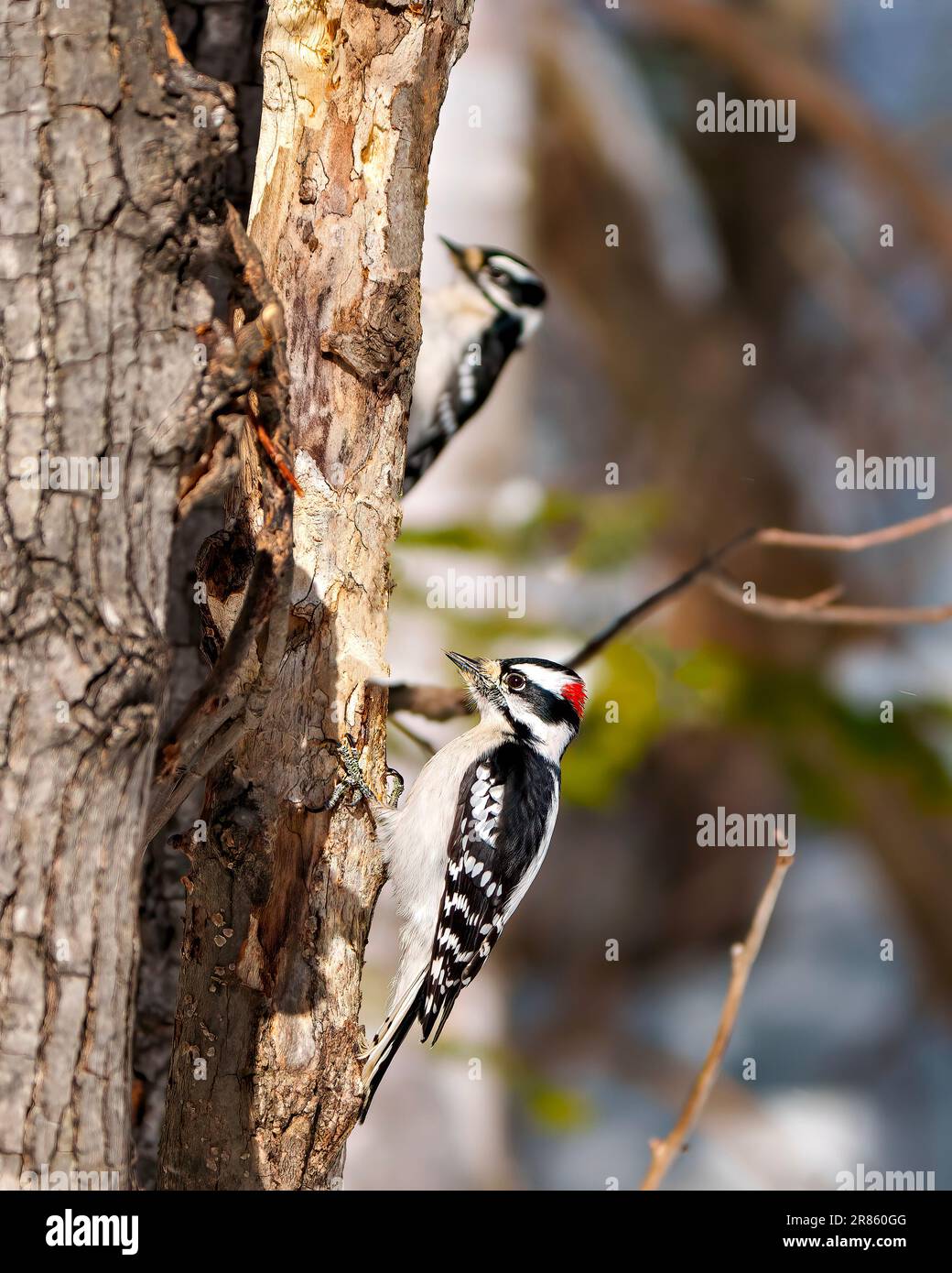 Woodpecker couple bird close-up profile view clinging to a tree branch ...