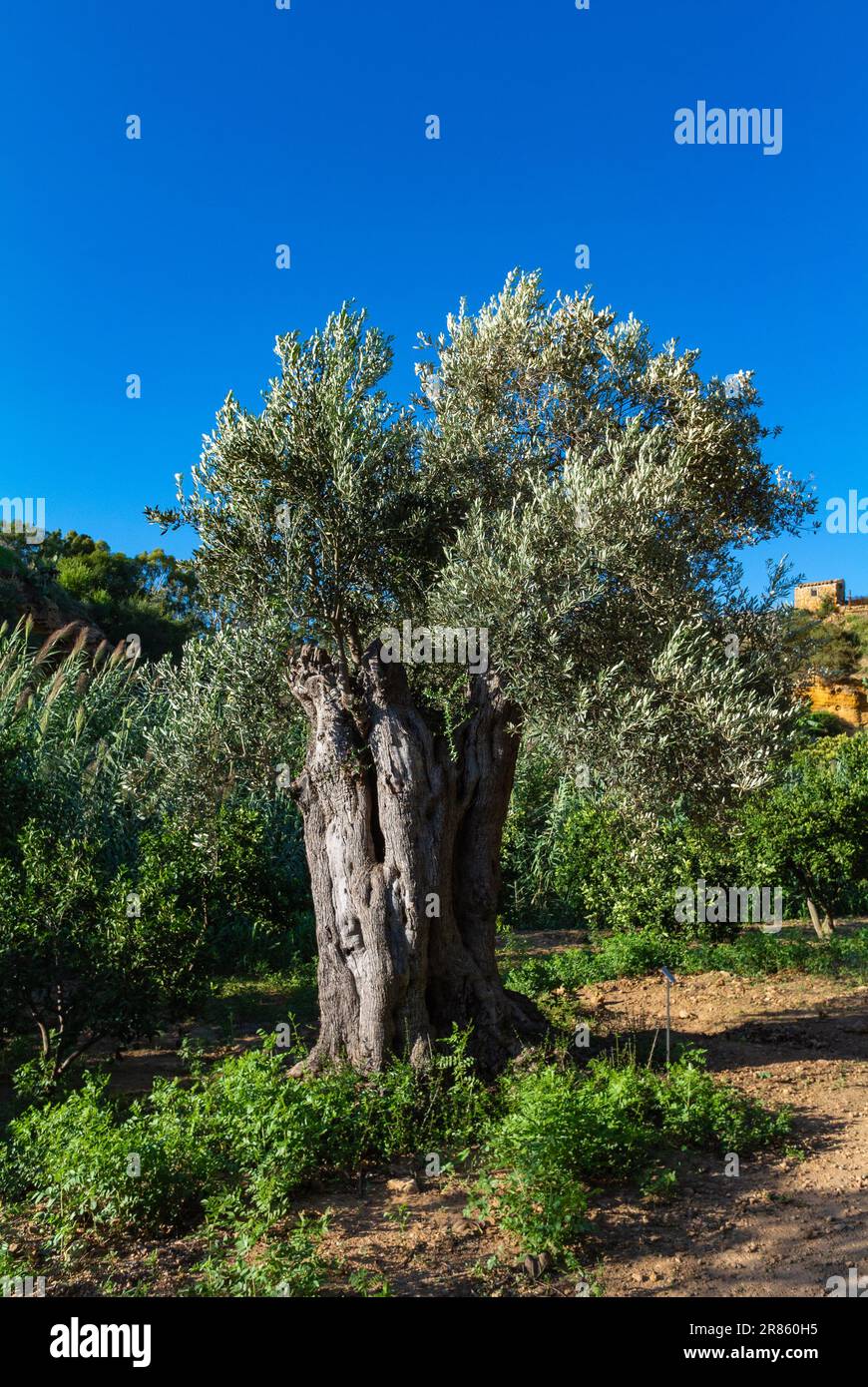 Sicily, Italy, A landscape with an olive tree Stock Photo - Alamy