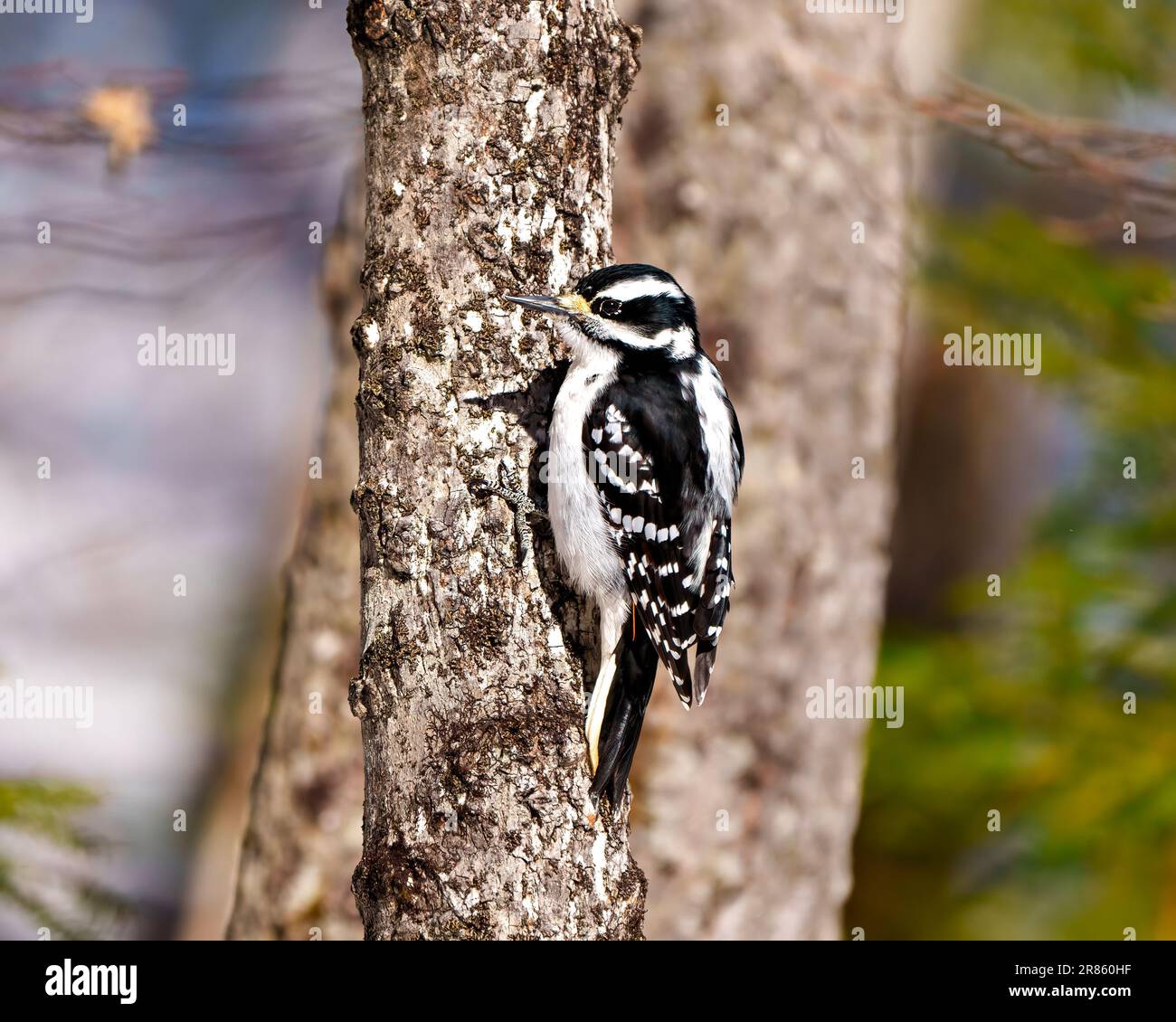 Woodpecker female side view gripping to a tree trunk and displaying ...