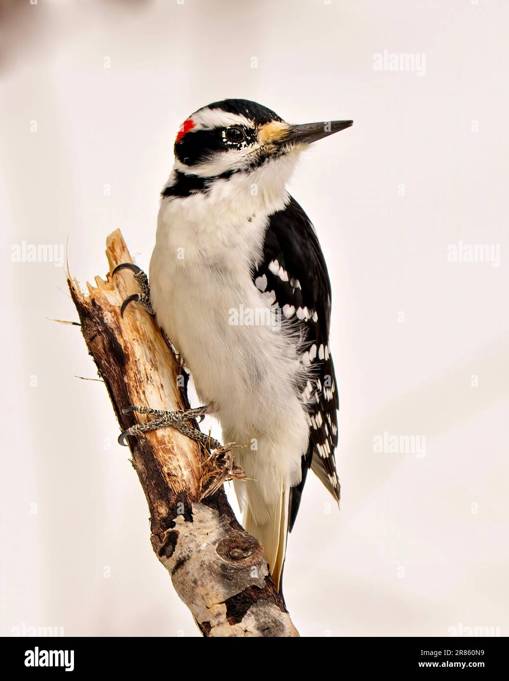 Woodpecker male close-up profile view gripping to a tree branch with a ...