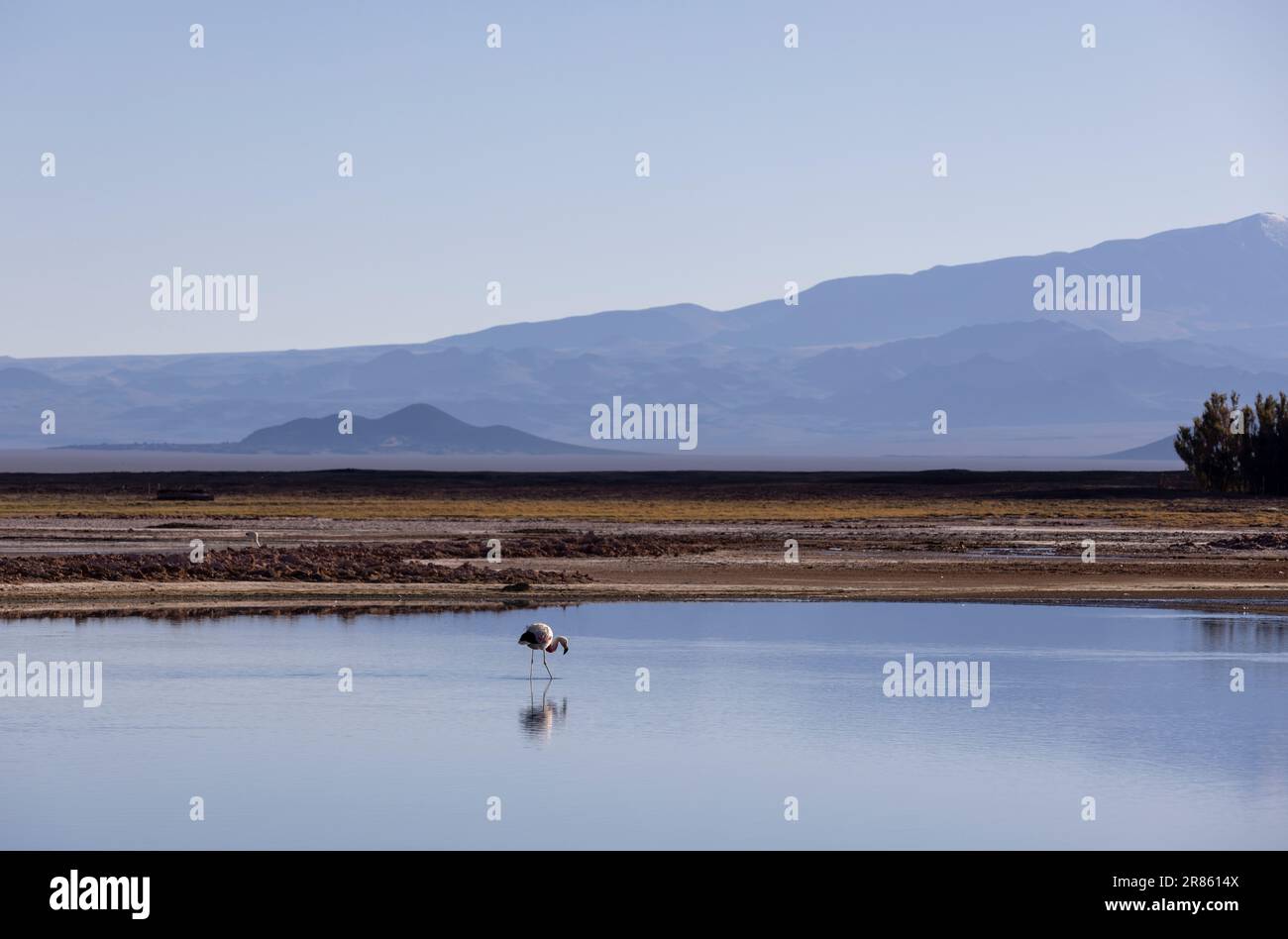 Flamingo at the colorful Laguna Carachi Pampa in the deserted highlands ...