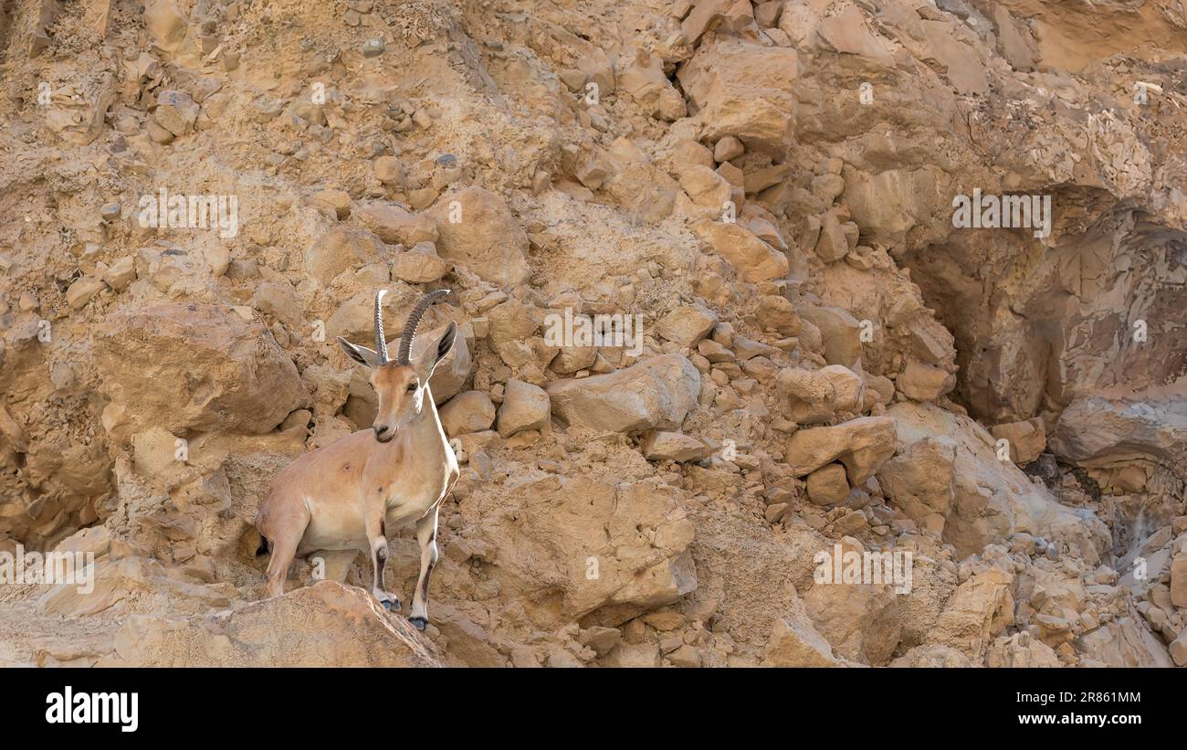 Nubian ibex in Ein Gedi, Israel. Ein Gedi is an oasis and a nature ...