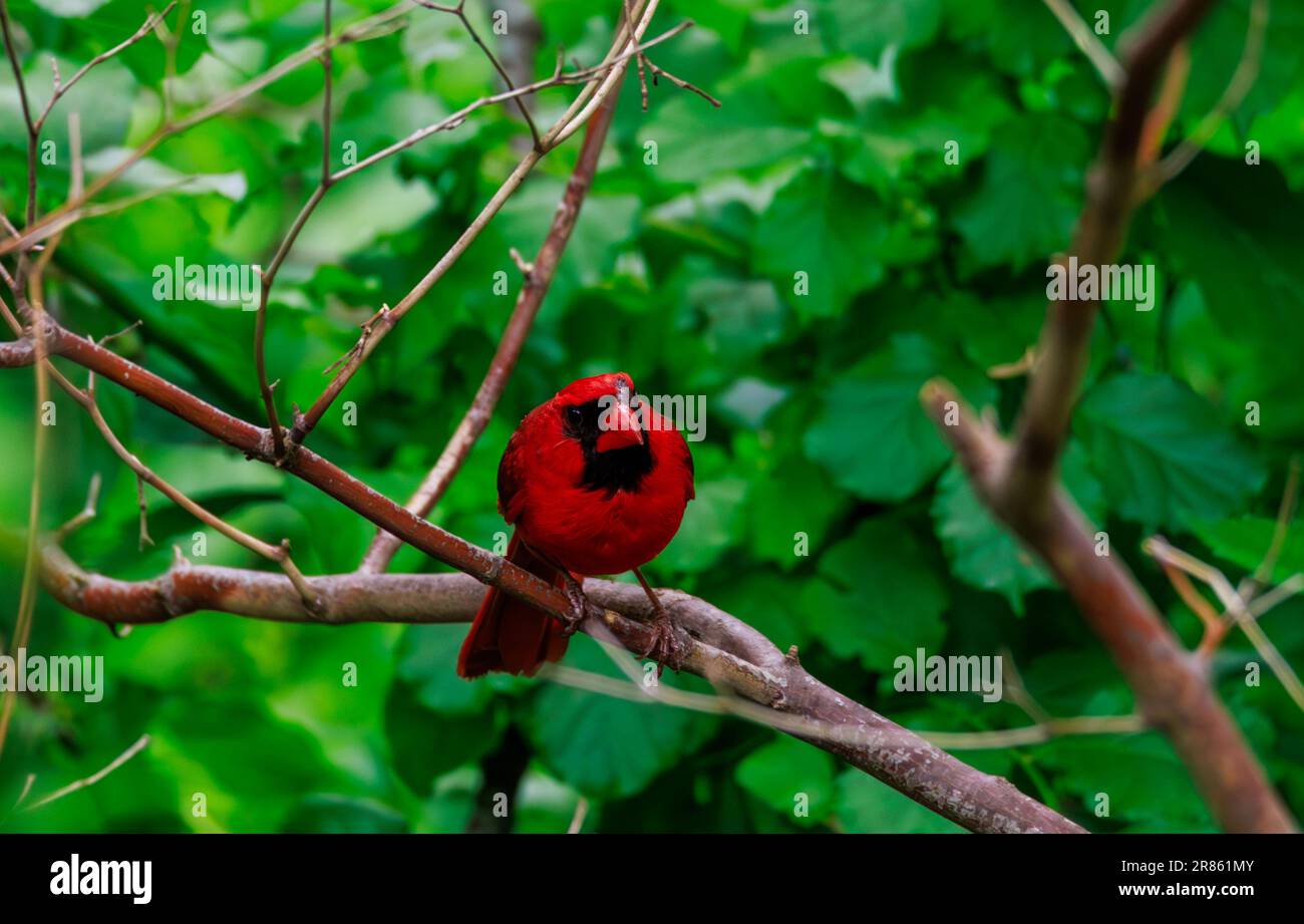 Red North American Cardinal perched in a tree in the woods of North New ...