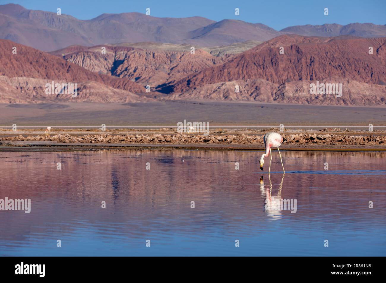 Flamingo at the colorful Laguna Carachi Pampa in the deserted highlands ...
