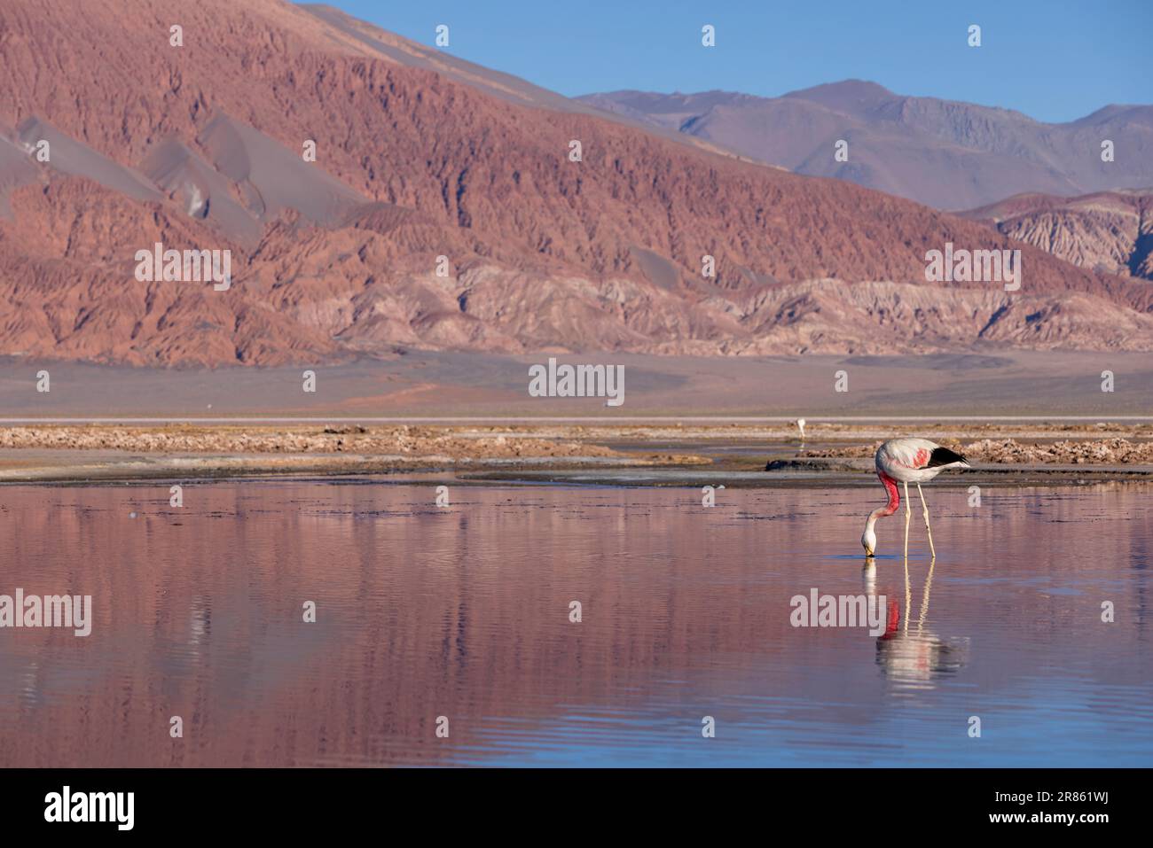 Flamingo at the colorful Laguna Carachi Pampa in the deserted highlands ...