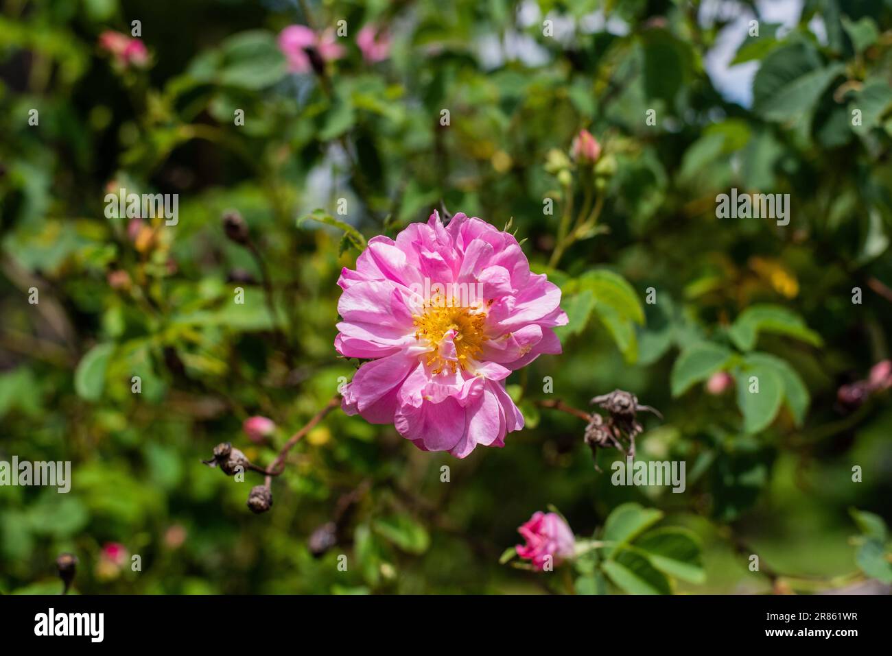 Pink wild roses on bushes outside Stock Photo - Alamy