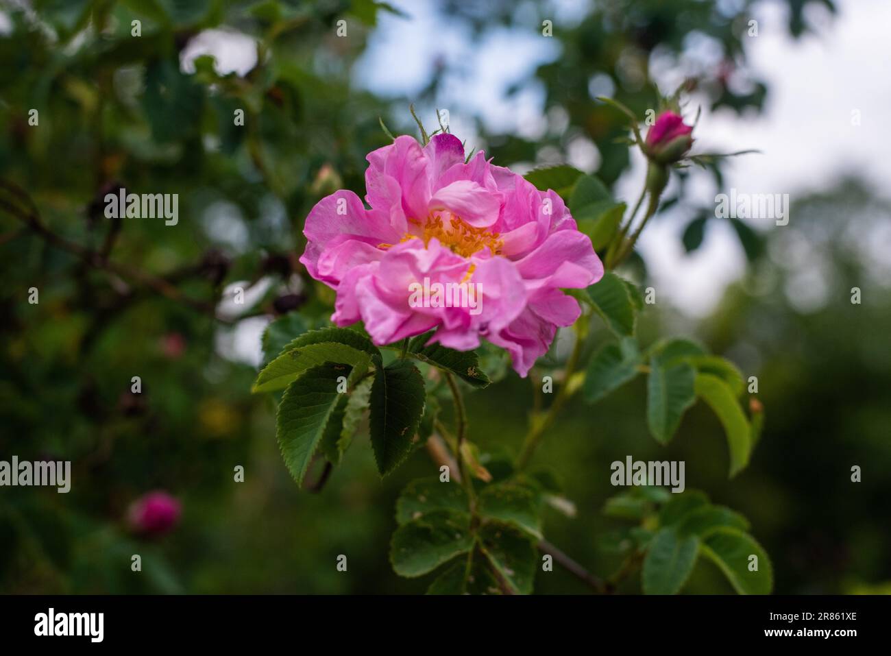 Pink wild roses on bushes outside Stock Photo - Alamy