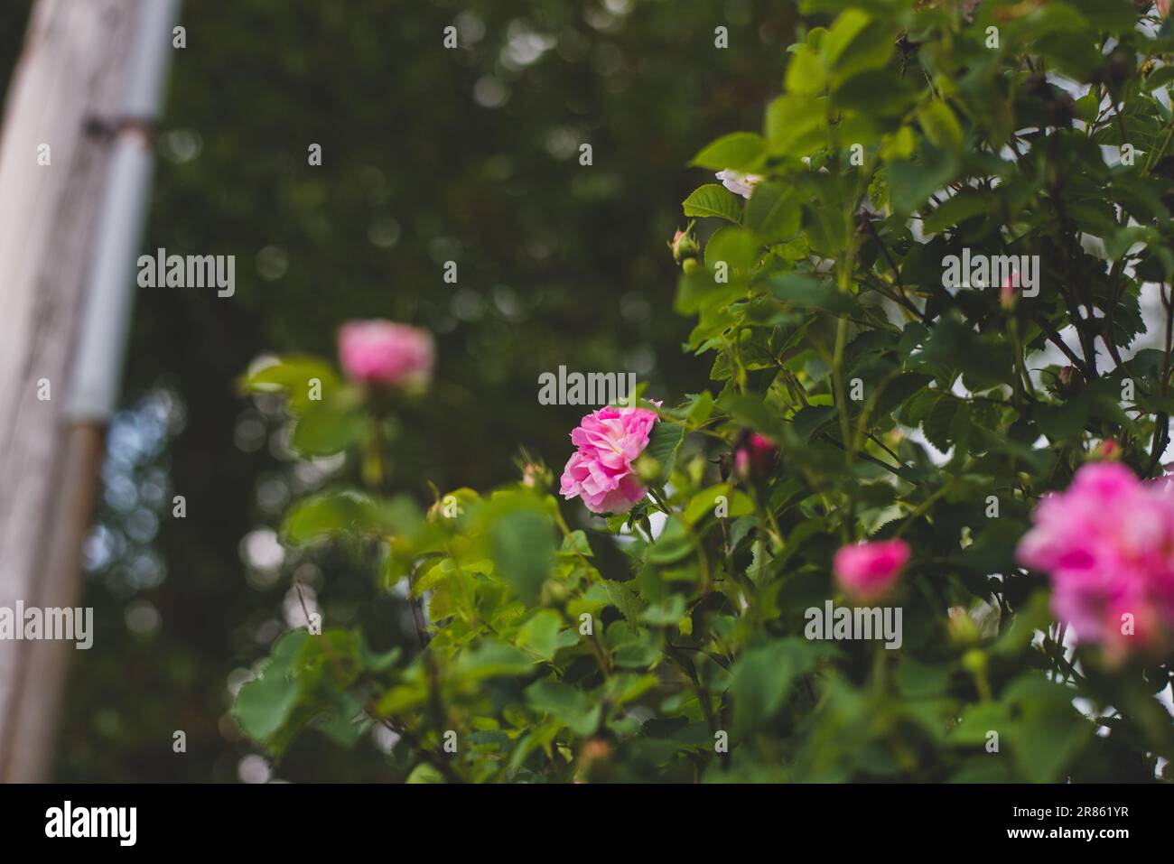 Pink wild roses on bushes outside Stock Photo - Alamy