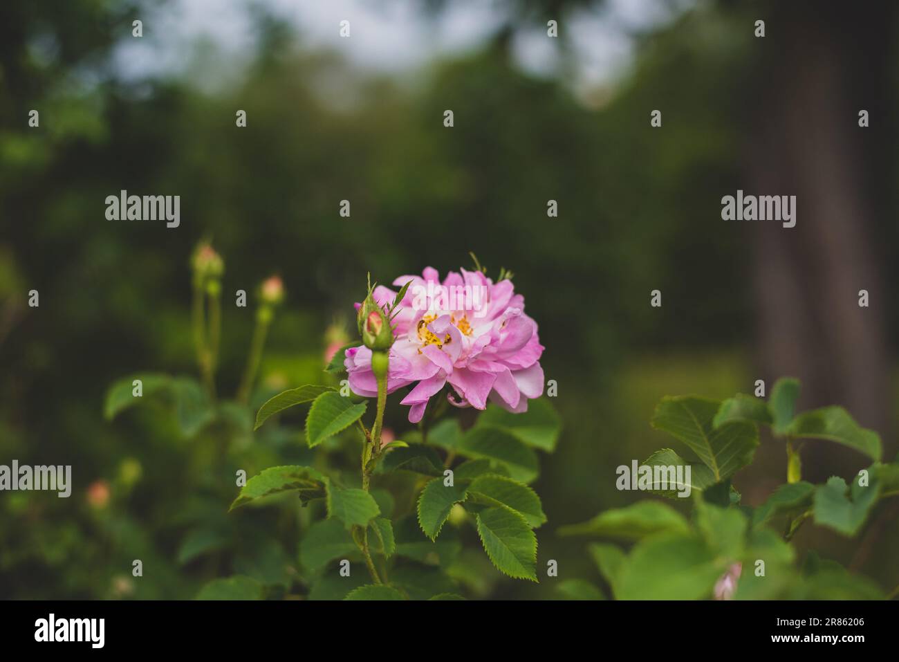 Pink wild roses on bushes outside Stock Photo - Alamy