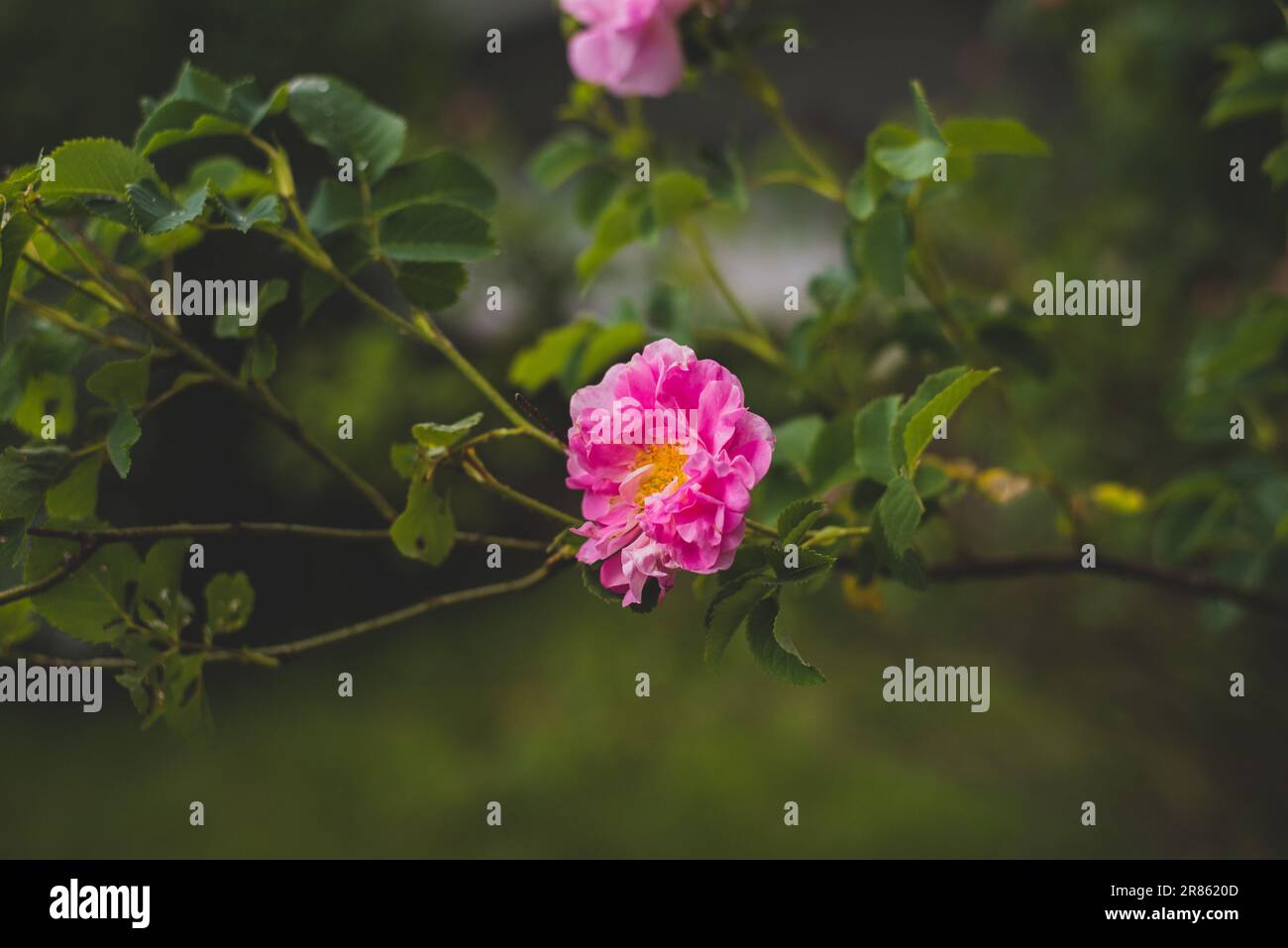 Pink wild roses on bushes outside Stock Photo - Alamy