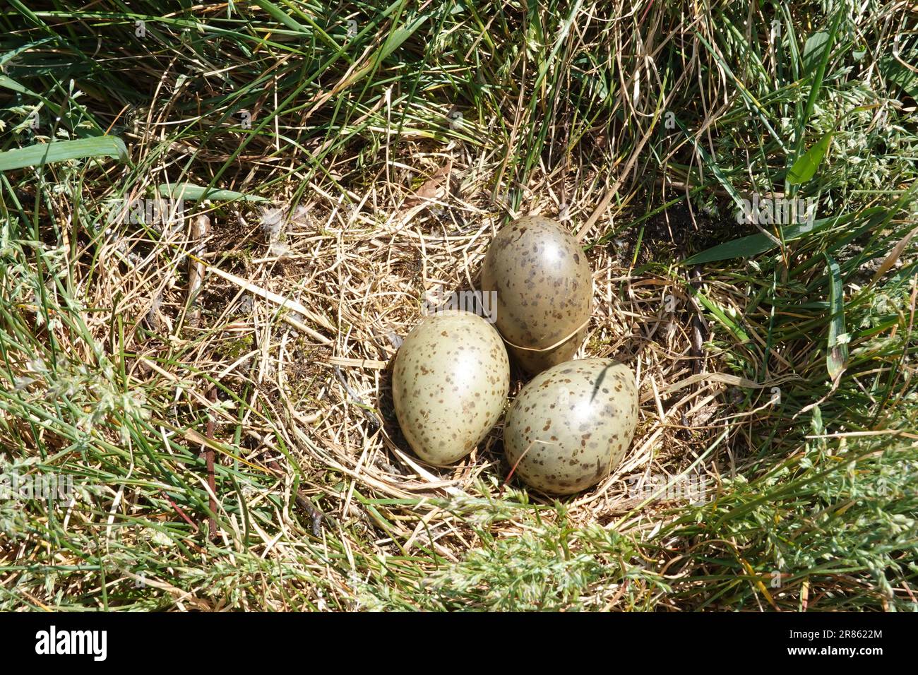 Three eggs of Scottish seagull Larus Argentatus in nest on small island ...