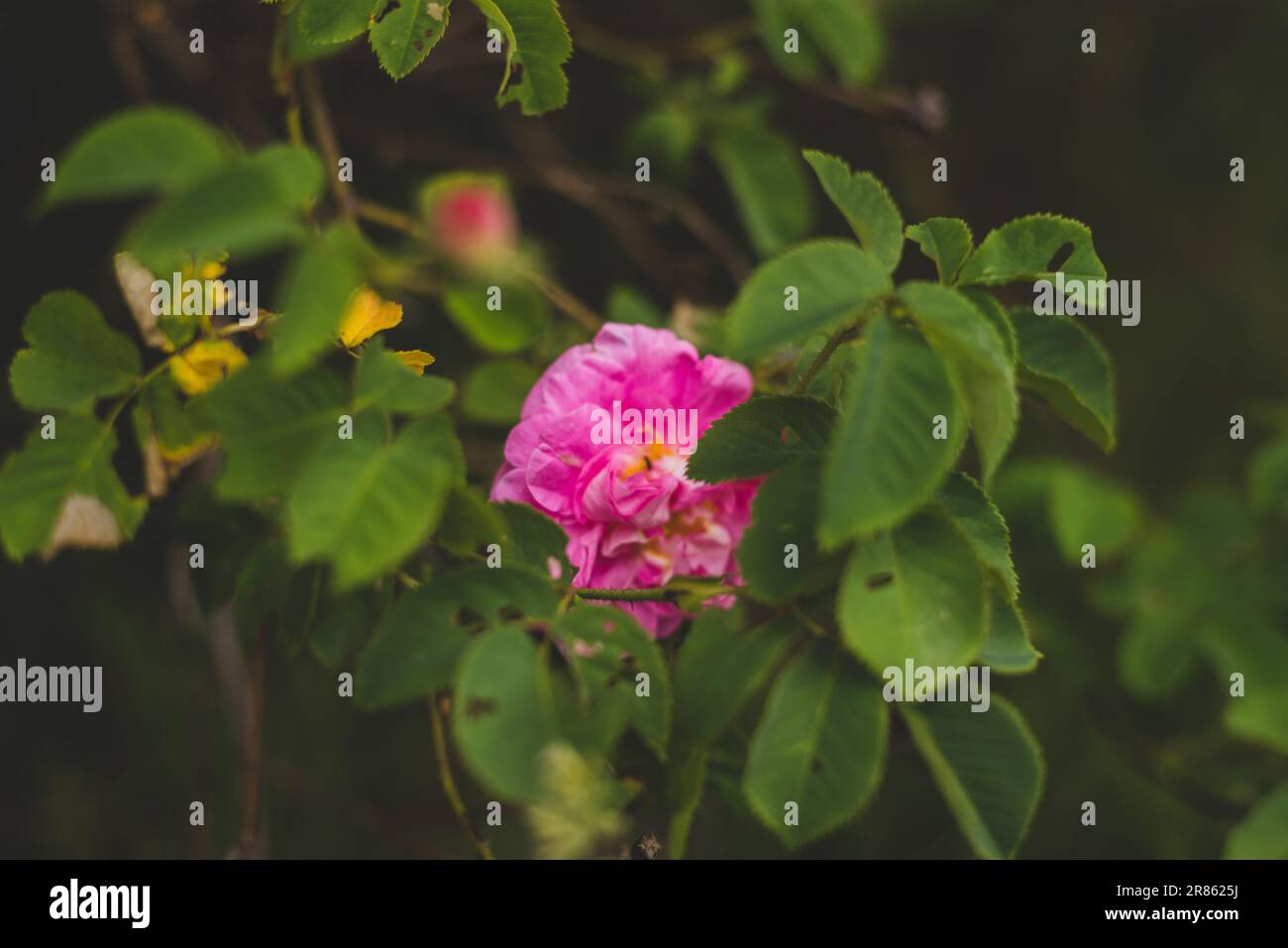 Pink wild roses on a bush Stock Photo - Alamy