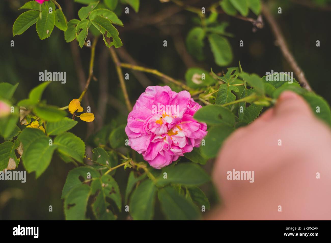 Pink wild roses on bushes outside Stock Photo - Alamy