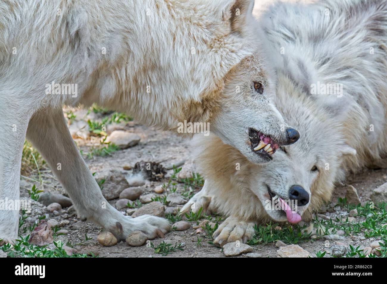Two Arctic wolves (Canis lupus arctos), dominant pack member showing ...