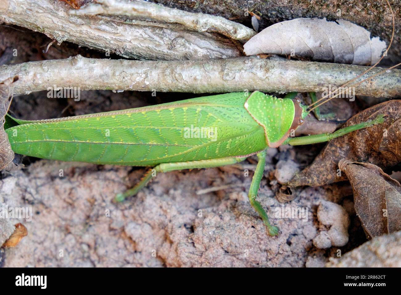 Macro image of a giant long-legged katydid, known as a leafhopper and ...