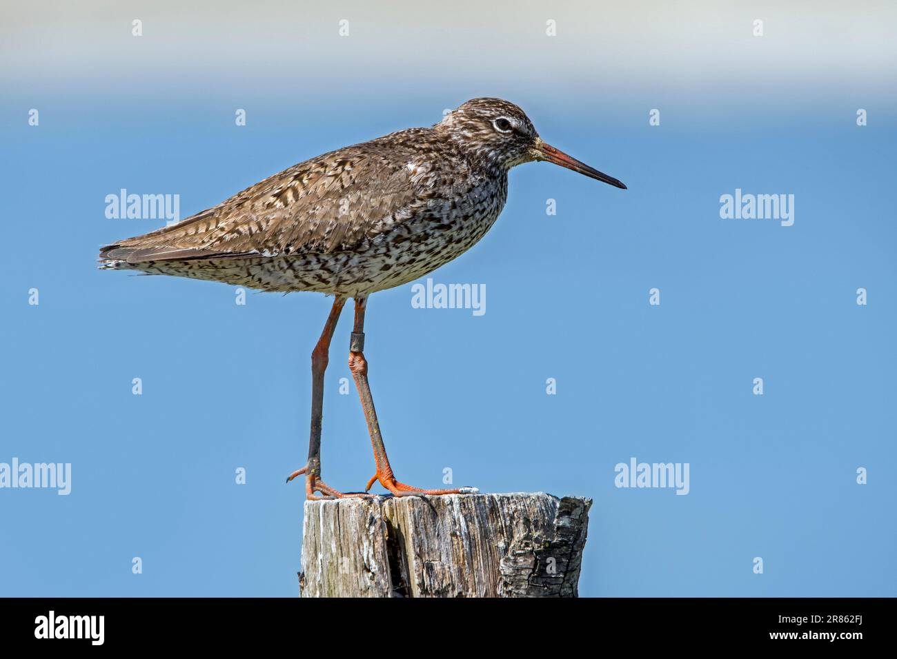 Pole legs hi-res stock photography and images - Alamy