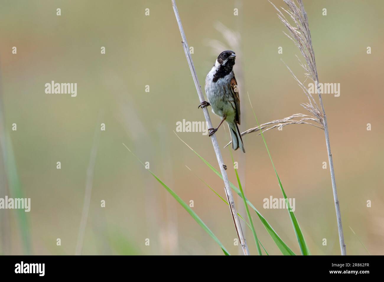 Common reed bunting (Emberiza schoeniclus) male in breeding plumage ...
