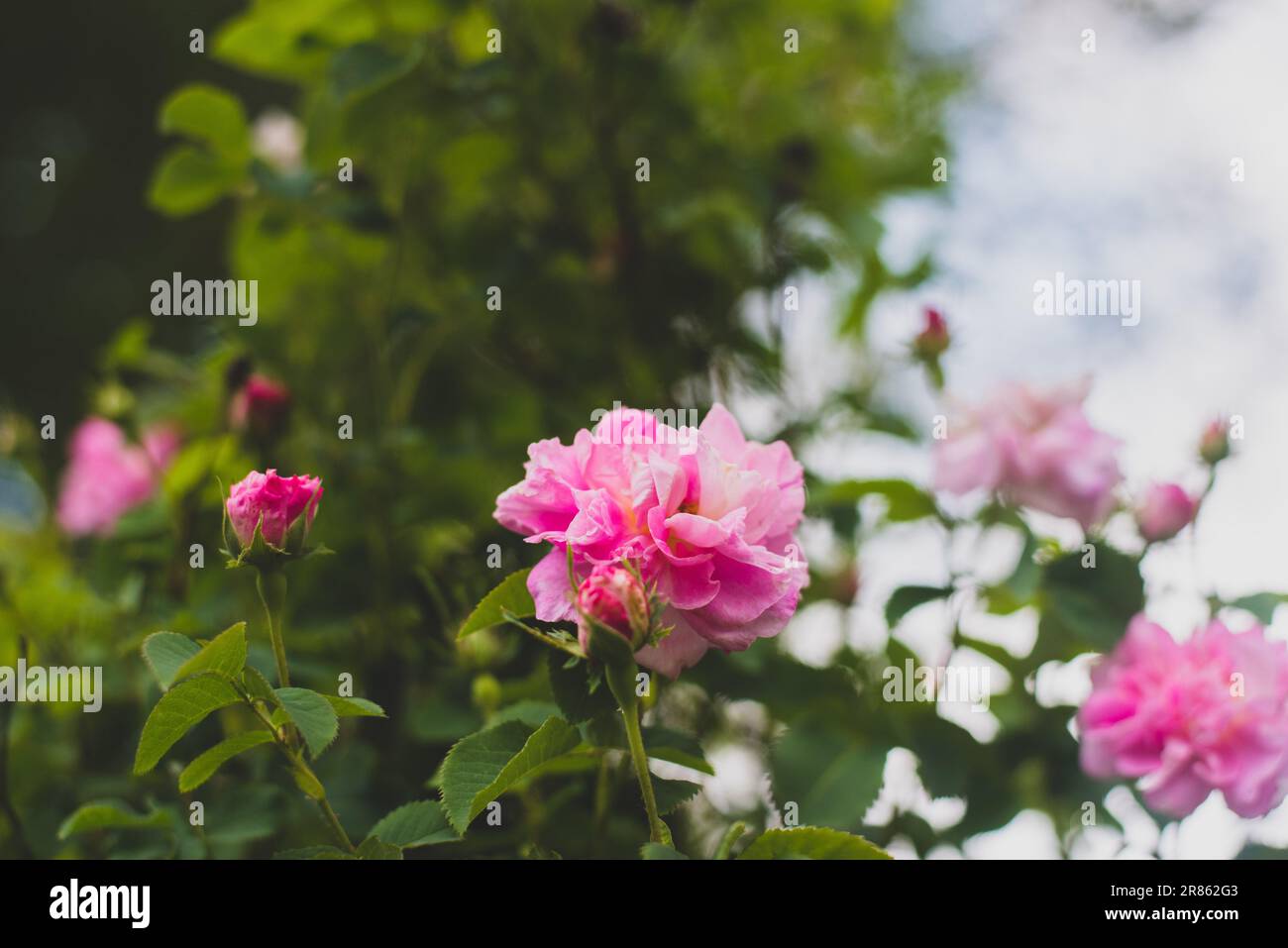 Pink wild roses on bushes outside Stock Photo - Alamy