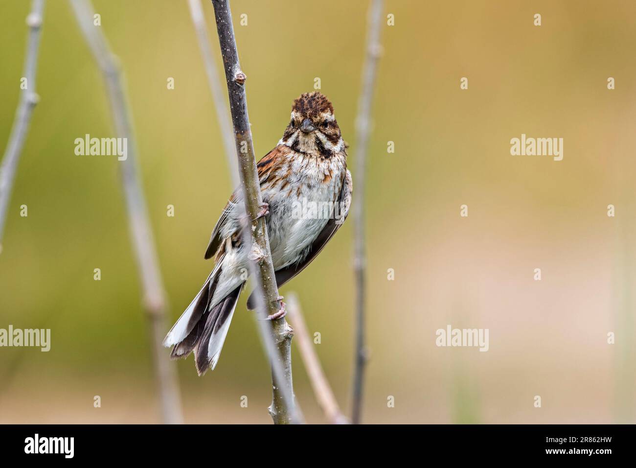 Common reed bunting (Emberiza schoeniclus) female perched in reed bed ...