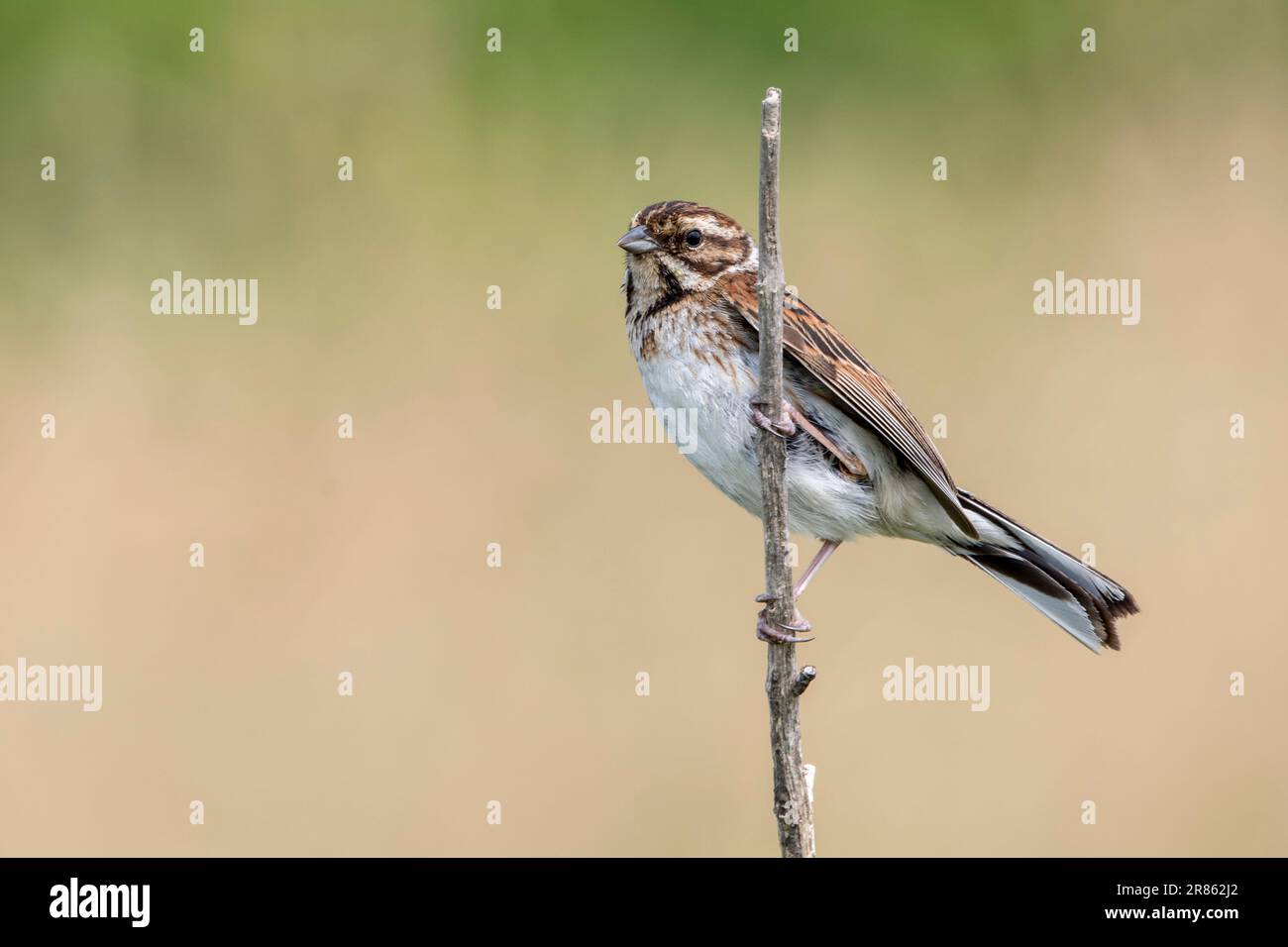 Common reed bunting (Emberiza schoeniclus) female perched in reed bed ...