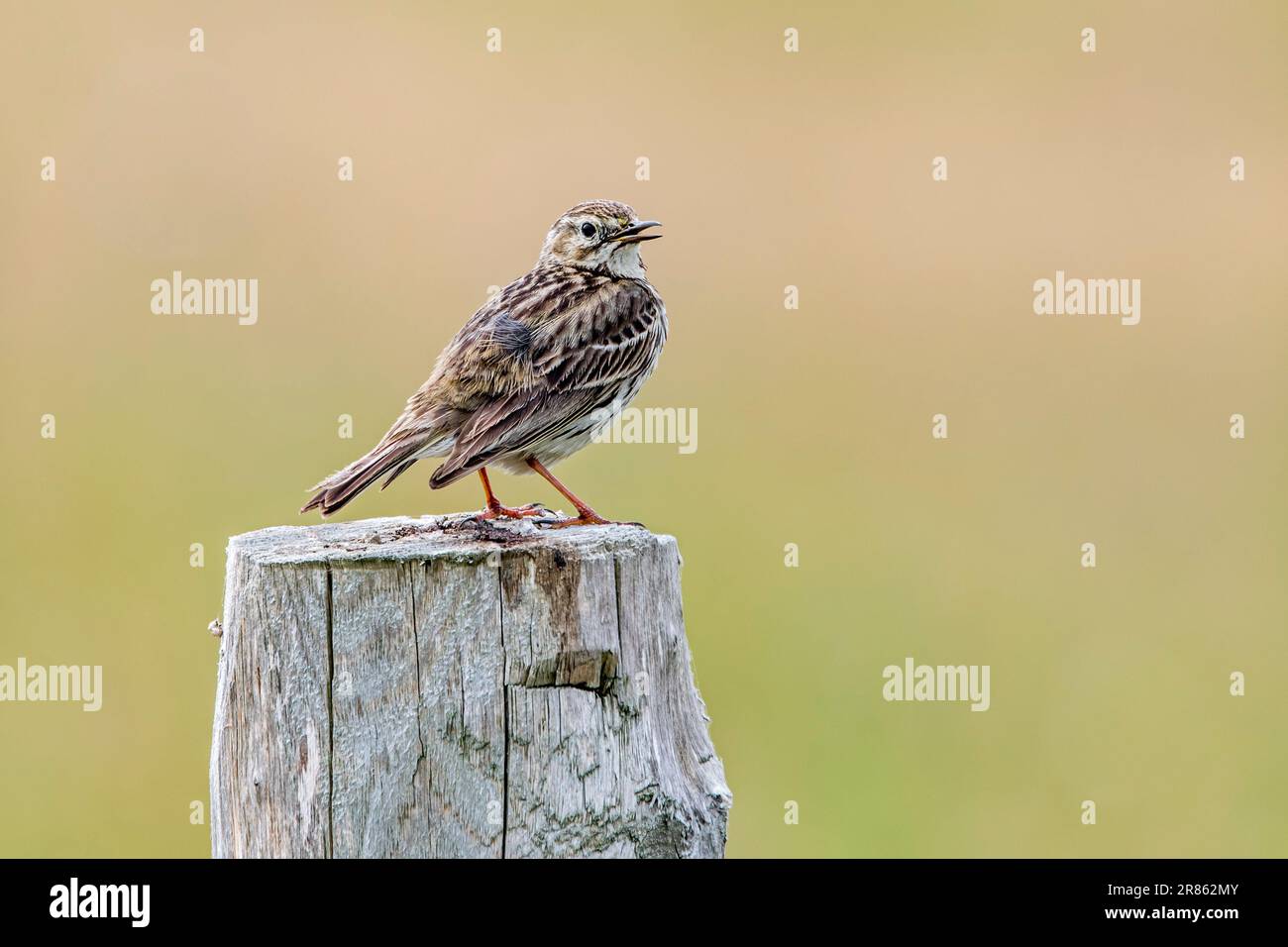 American Pipit Juvenile