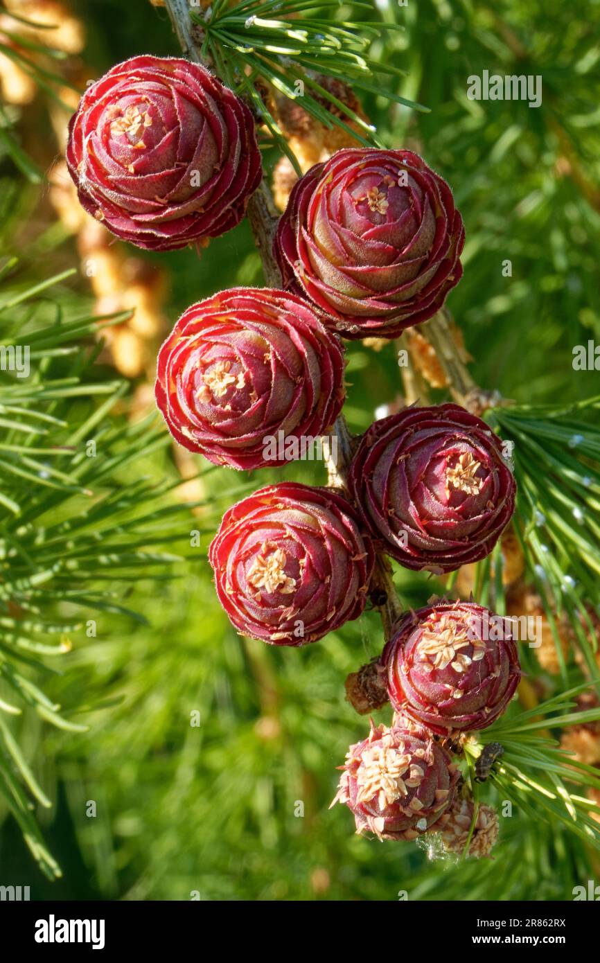 Young ovulate cones of larch tree in spring, beginning of June Stock ...