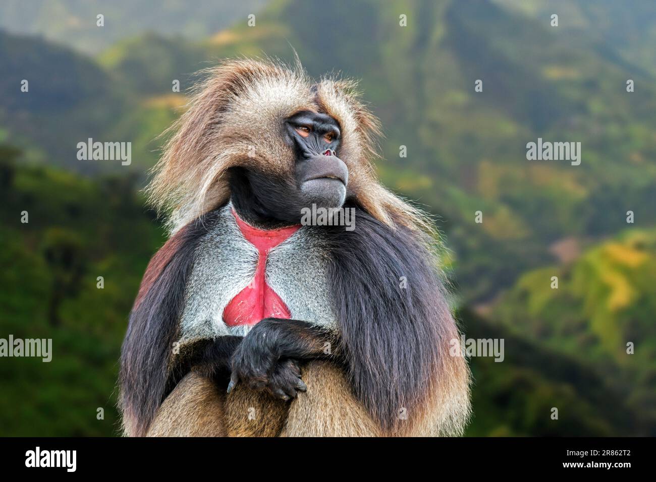 Male gelada baboon / bleeding-heart monkey (Theropithecus gelada ...