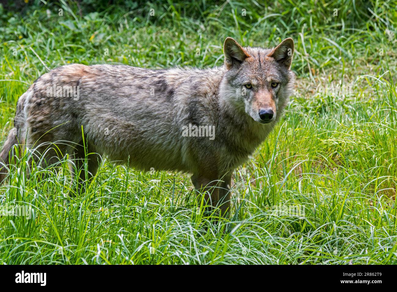 Lone single pasture hi-res stock photography and images - Alamy